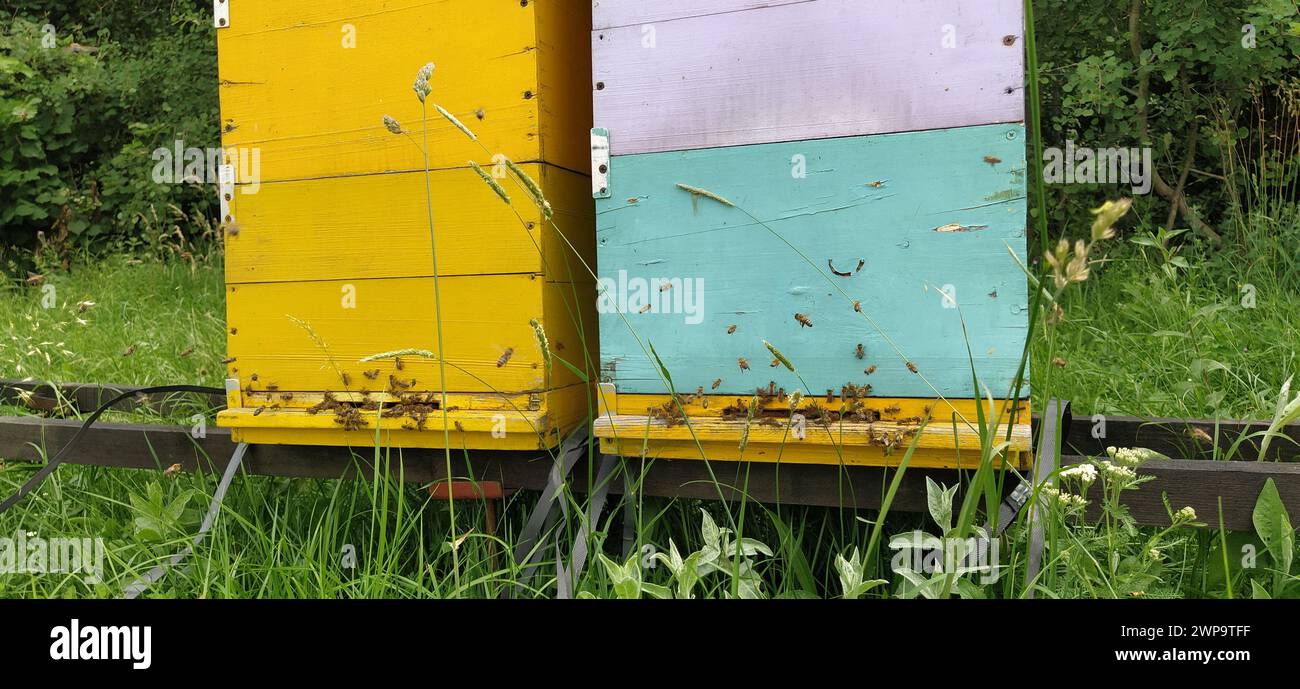 Hives with bees. Beekeeping. Hives standing in nature, and are painted ...