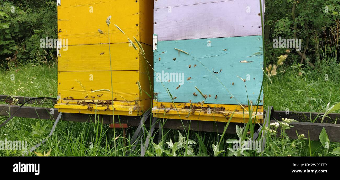Hives with bees. Beekeeping. Hives standing in nature, and are painted ...