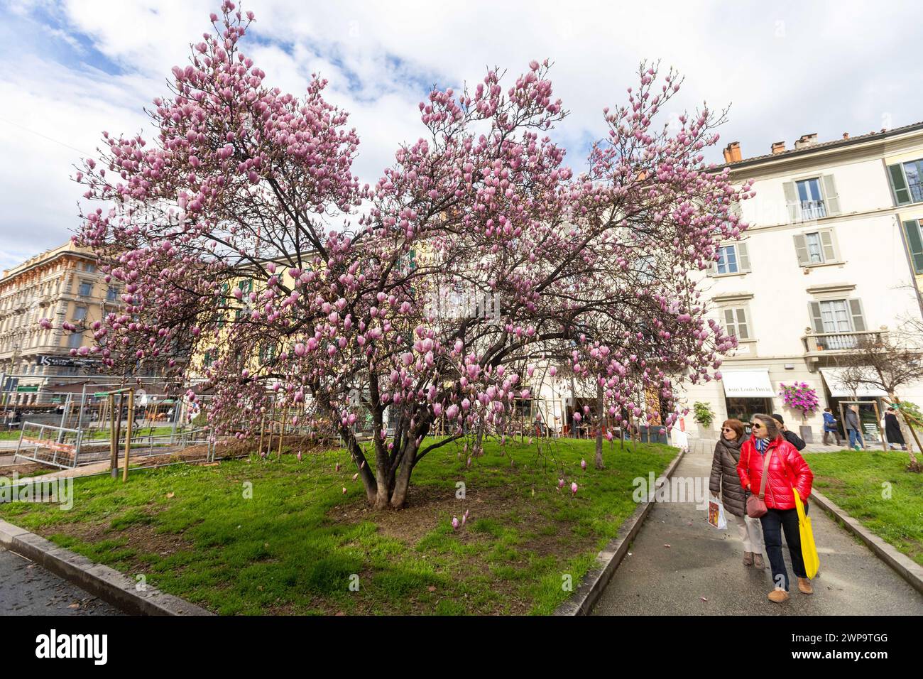 Milano, Italia. 21st Feb, 2024. Magnolie in fiore ai Bastioni di Porta ...