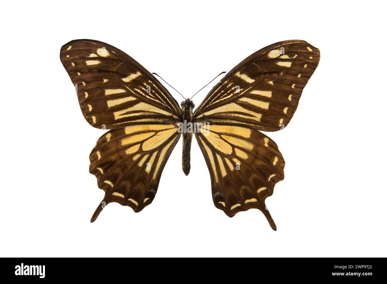 butterfly Papilio benguetana m, Philippines Stock Photo - Alamy