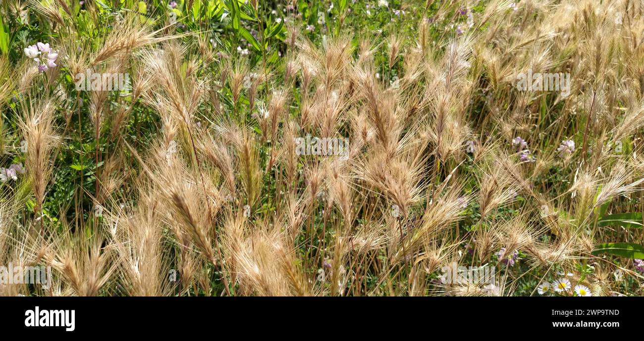 hordeum murinum aka wall barley or false barley grass plant Stock Photo ...