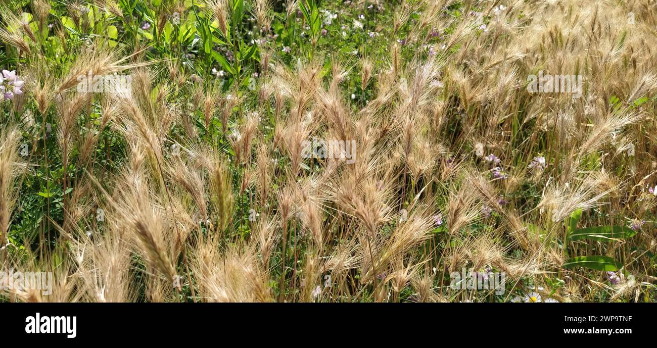 hordeum murinum aka wall barley or false barley grass plant Stock Photo ...