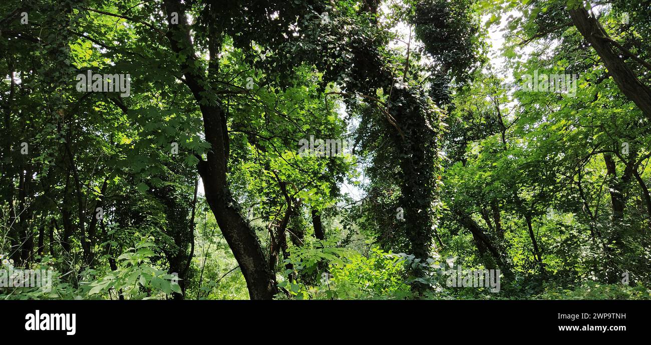 Go Ape Adventure. Located in national parks and local recreational ...