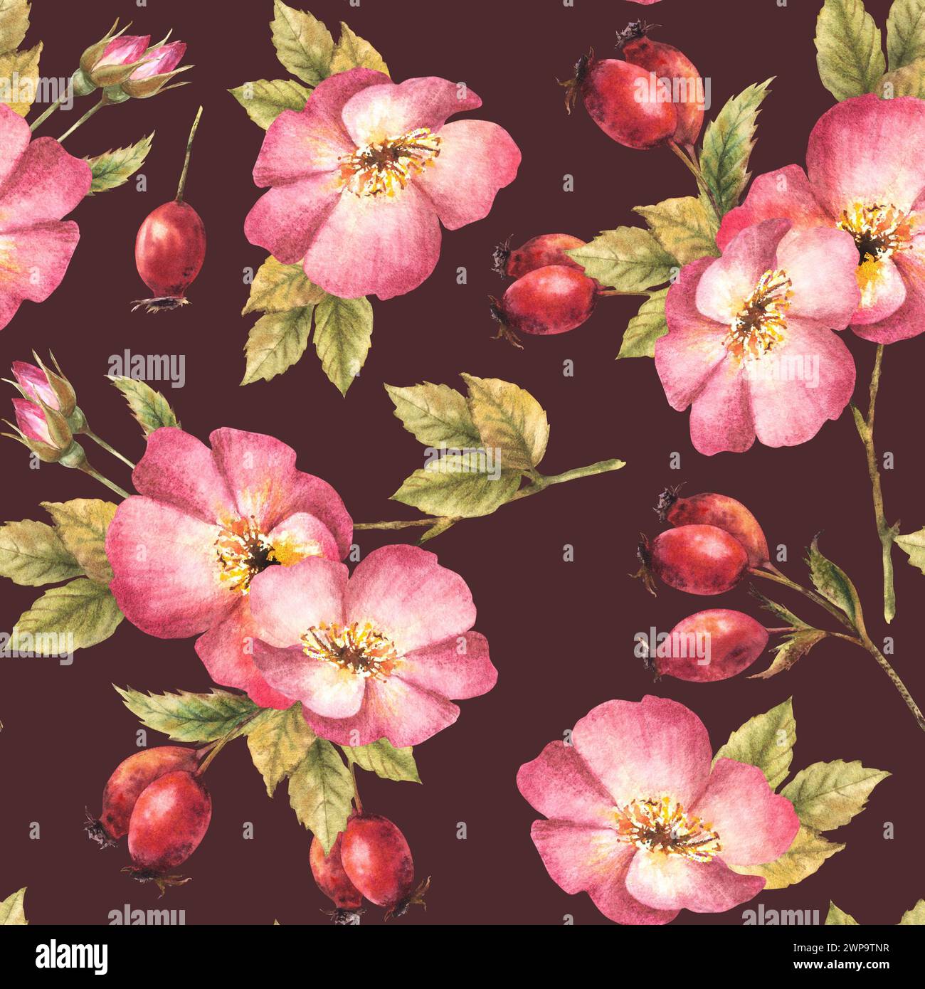 Watercolor pink wild rose hip branch with buds, flower, leaves, berry ...