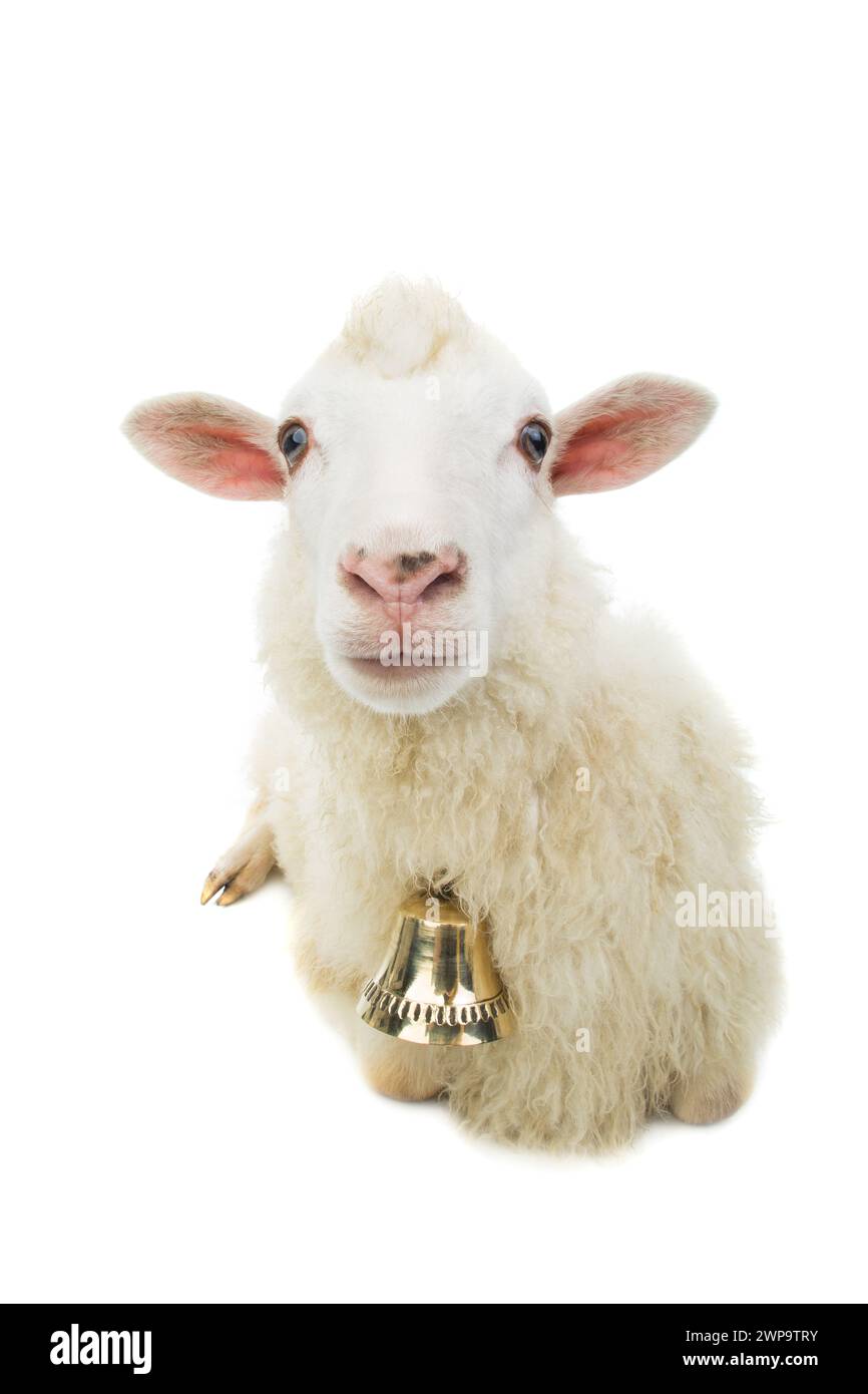 sheep with bell isolated on white background Stock Photo - Alamy