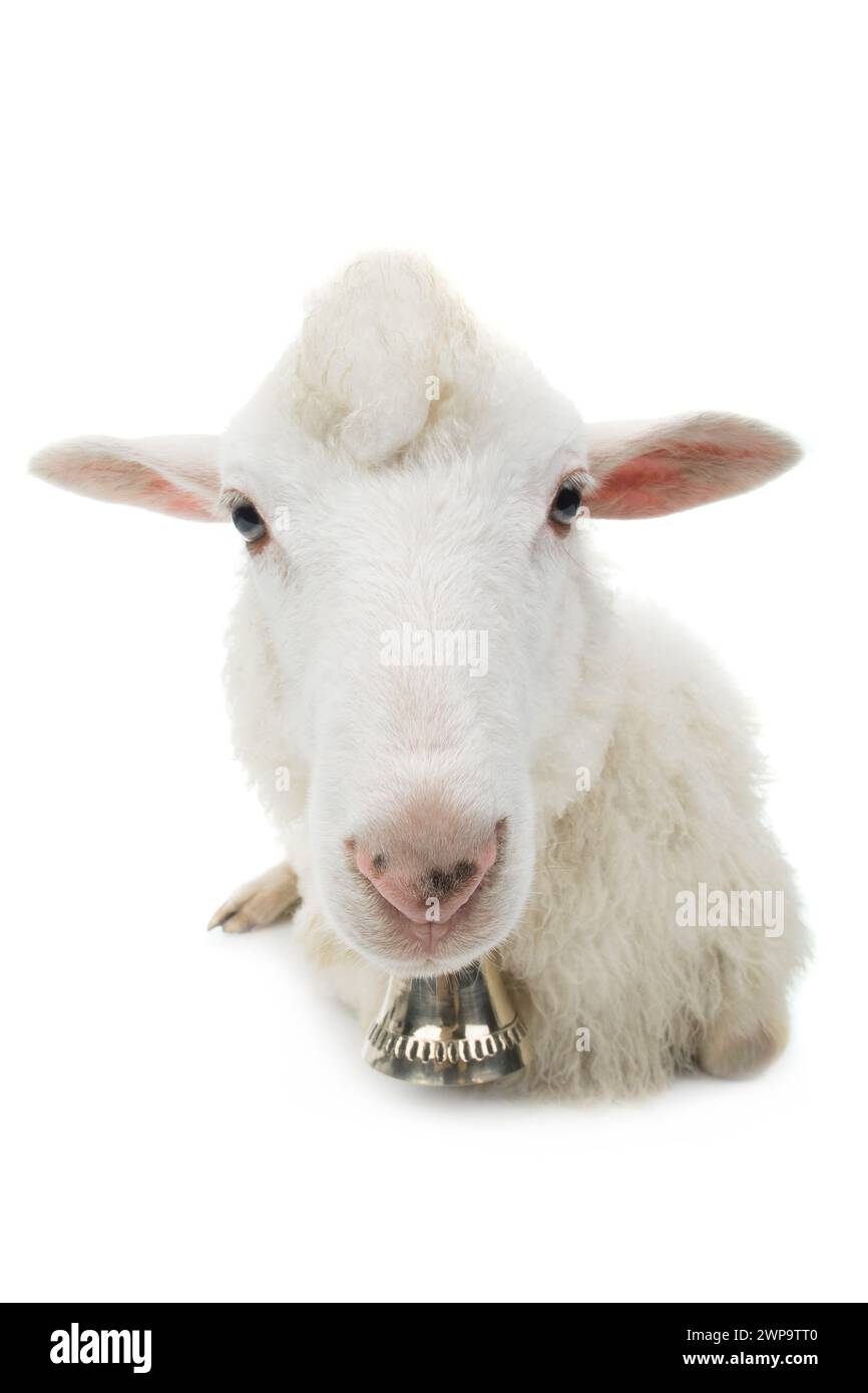 sheep with bell isolated on white background Stock Photo - Alamy