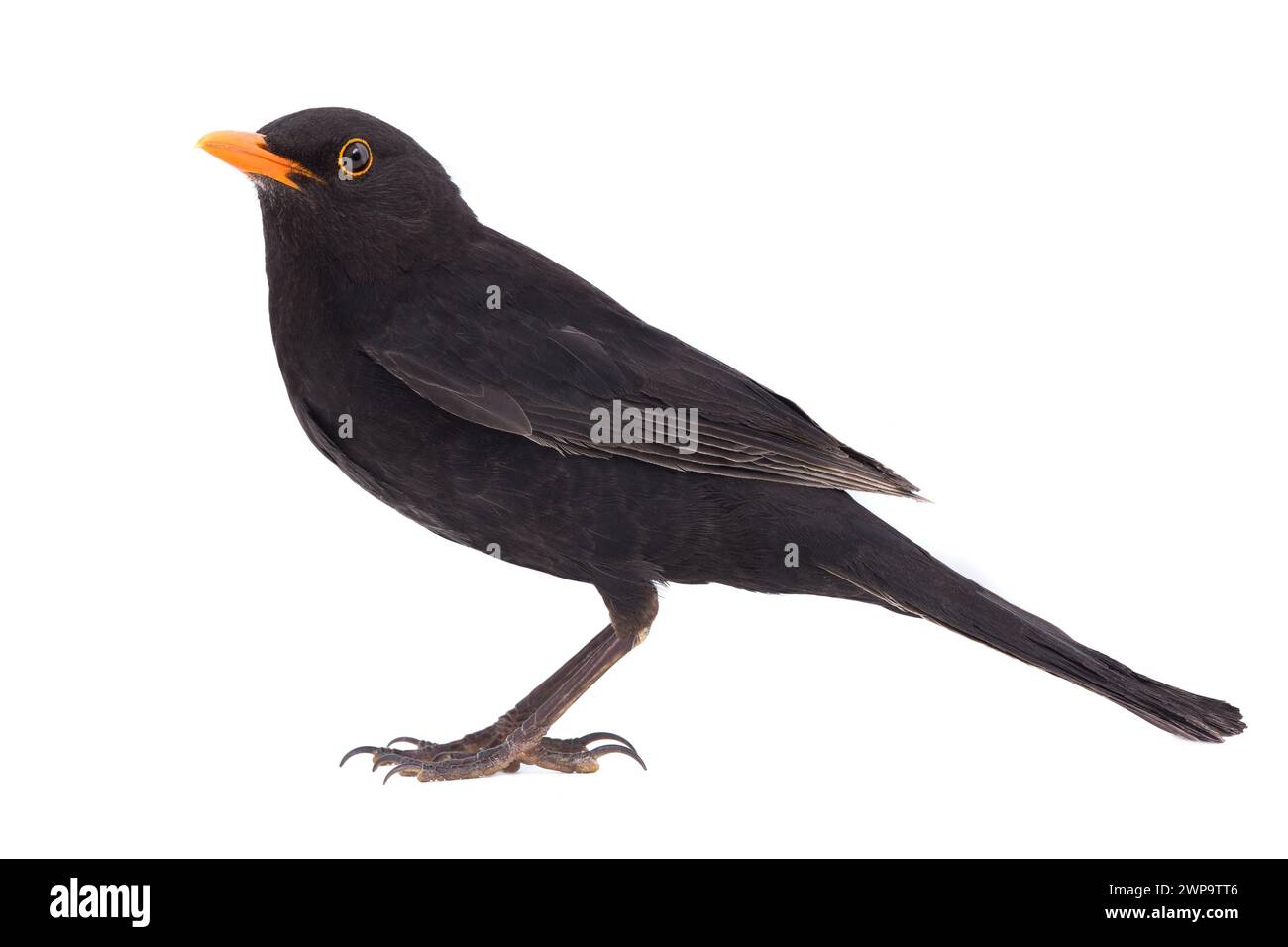 blackbird (Turdus merula) isolated on a white background Stock Photo ...