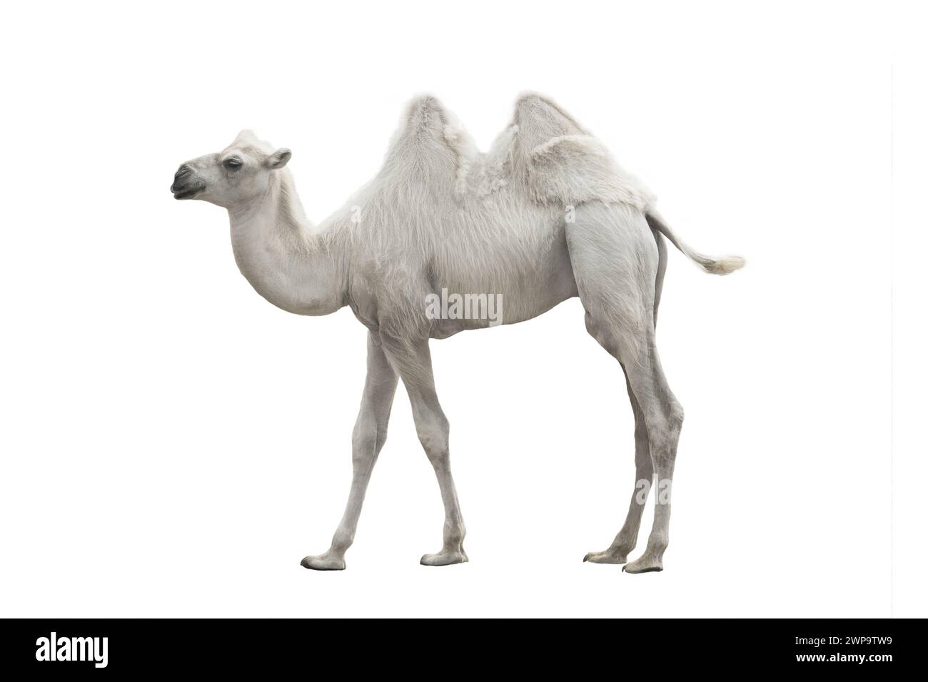 white camel isolated on white background Stock Photo - Alamy