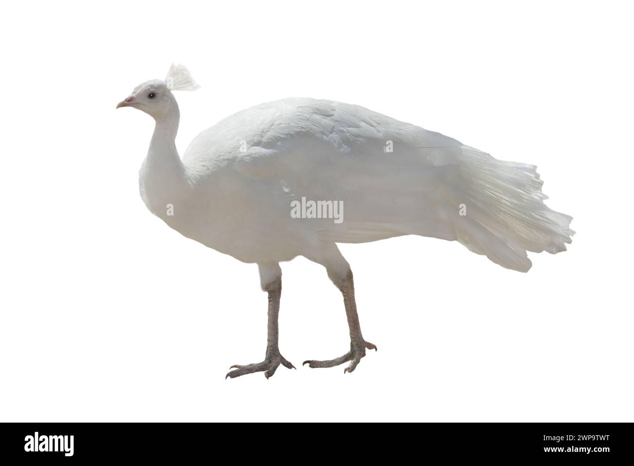 white peacock isolated on white background Stock Photo - Alamy