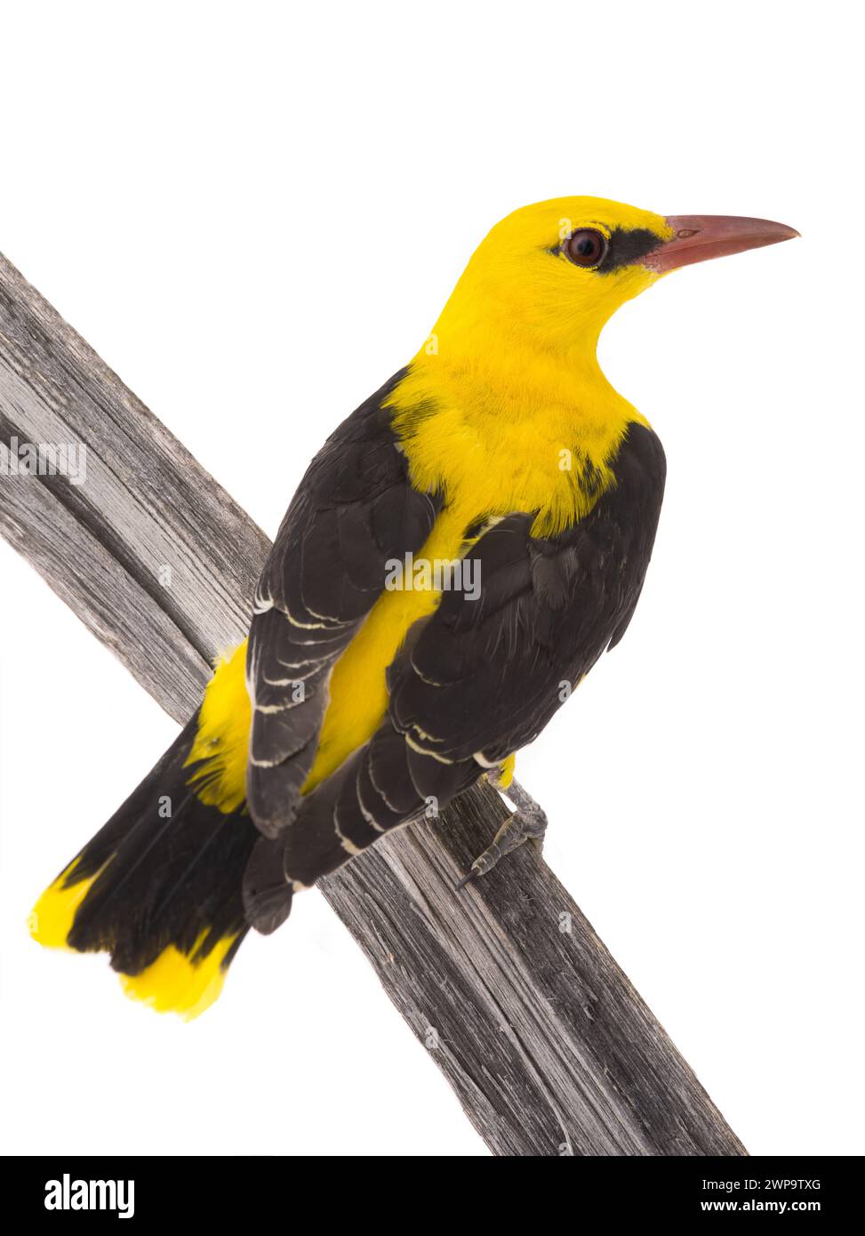 Curious Eurasian Golden Oriole (Oriolus oriolus) isolated on a white ...