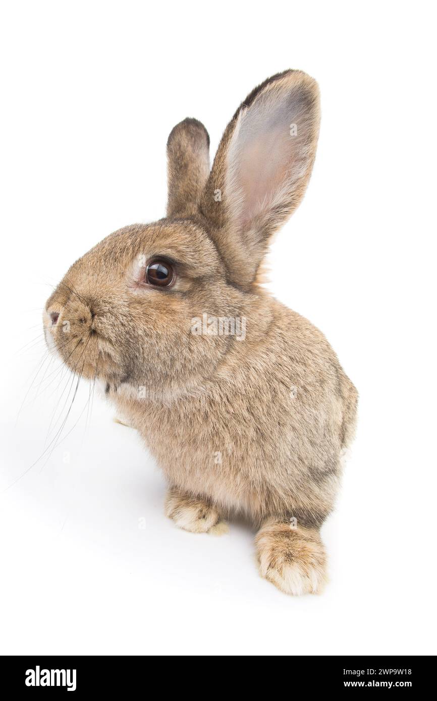 rabbit isolated on white background Stock Photo - Alamy