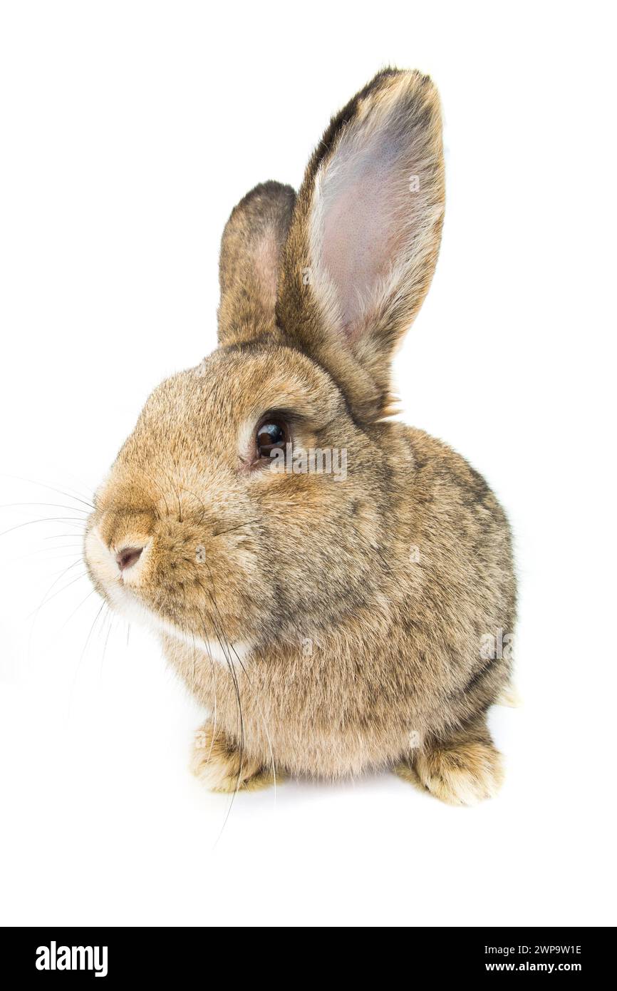 rabbit isolated on white background Stock Photo - Alamy
