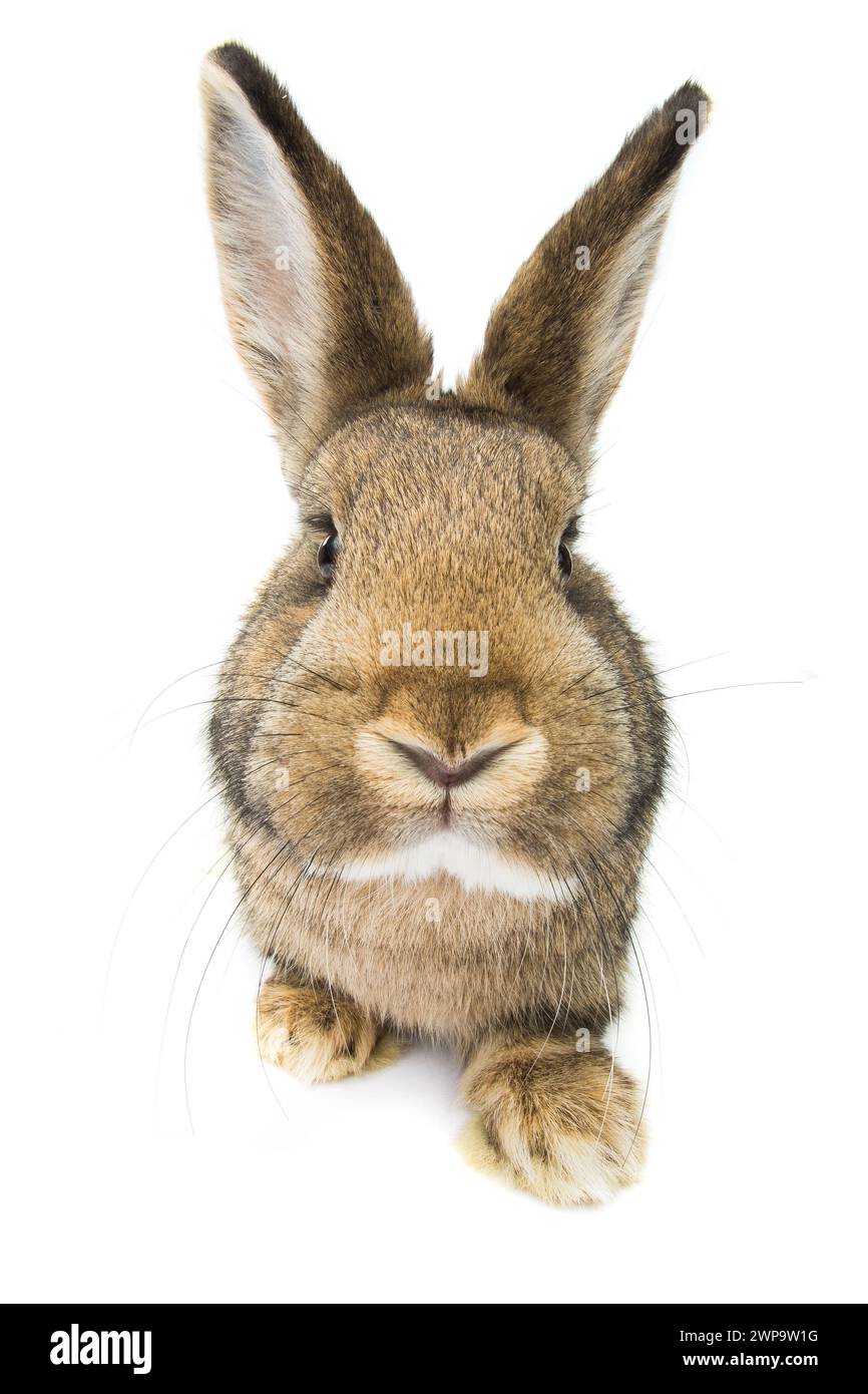 rabbit isolated on white background Stock Photo - Alamy
