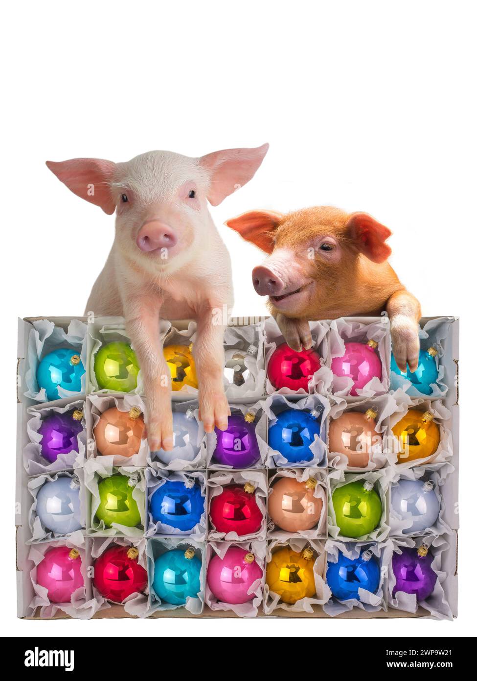 two pig symbol of Chinese New Year isolated on a white background Stock ...