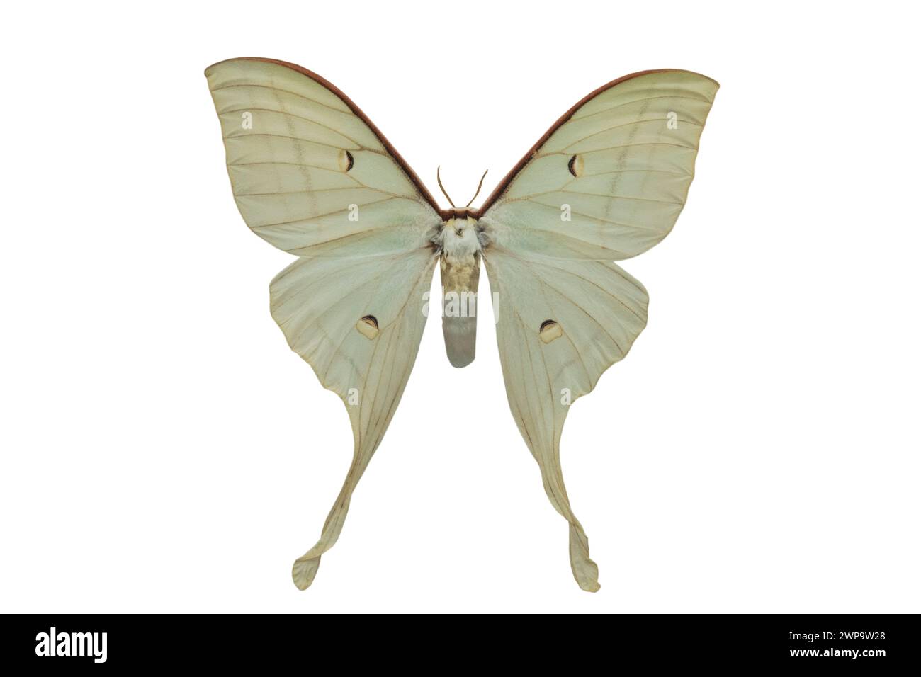 butterfly Actias artemis isolated on white background Stock Photo - Alamy
