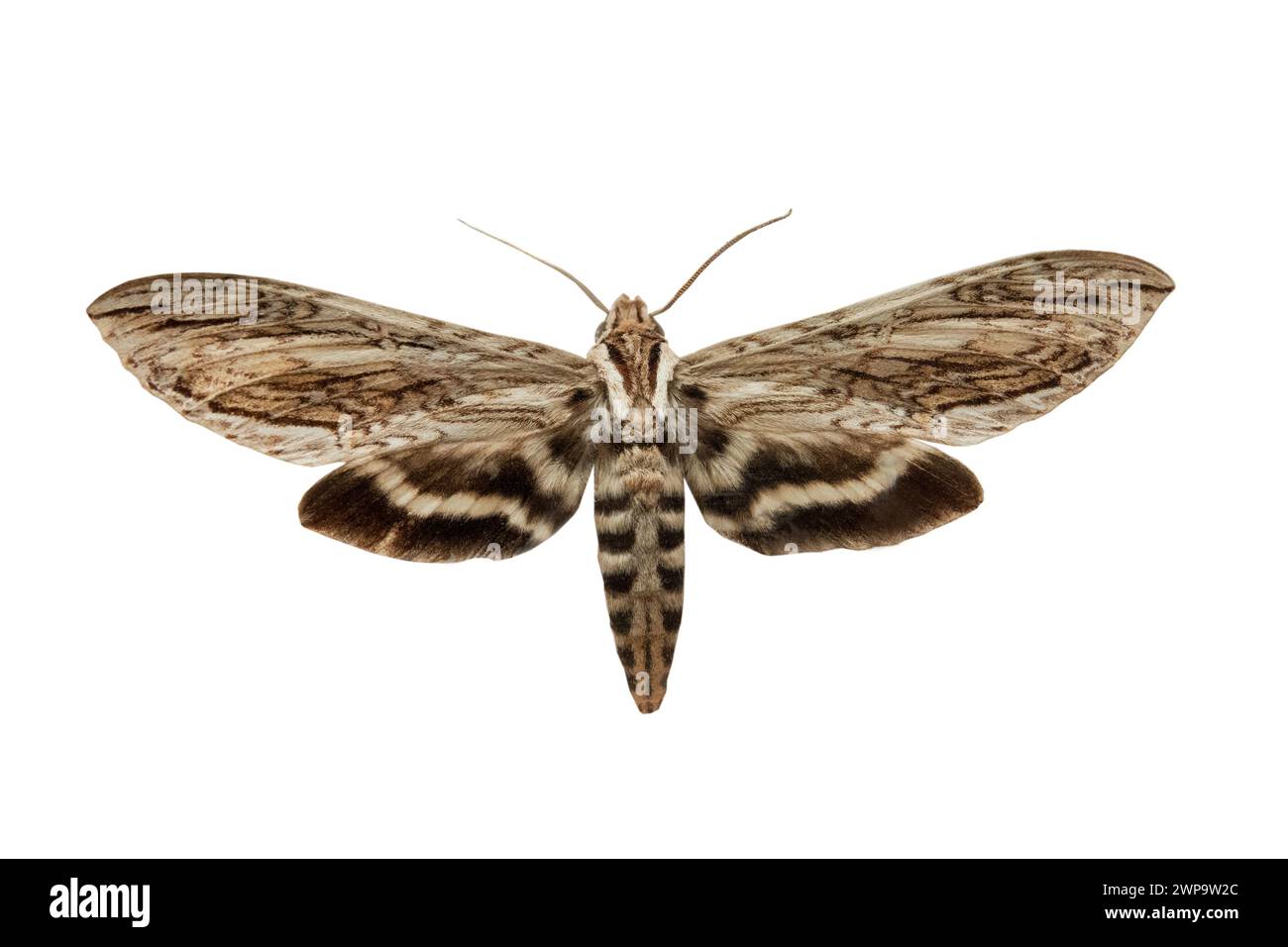 butterfly Sphinx mereps isolated on white background Stock Photo - Alamy