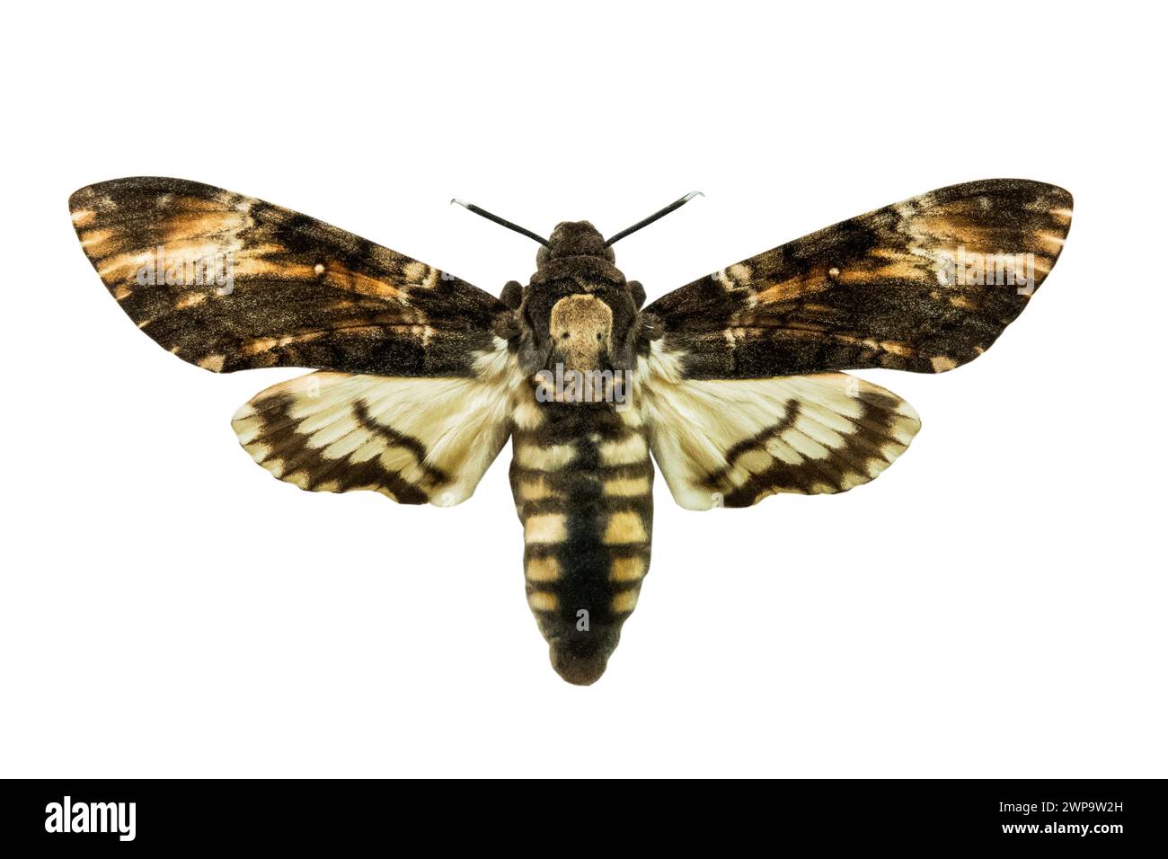butterfly Acherontia atropos isolated on white background Stock Photo ...
