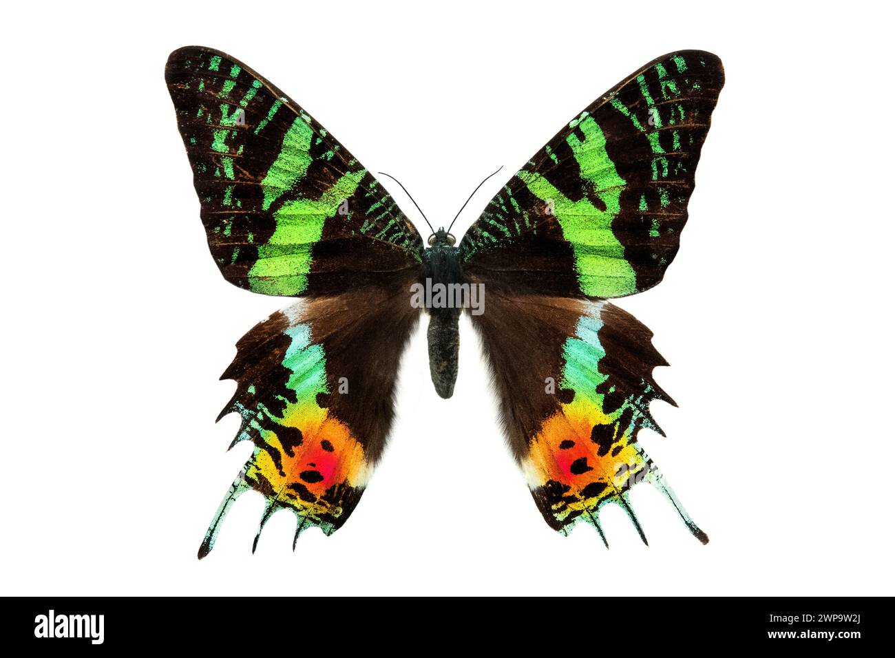 butterfly Sunset Moth Urania ripheus Madagascar isolated on white ...