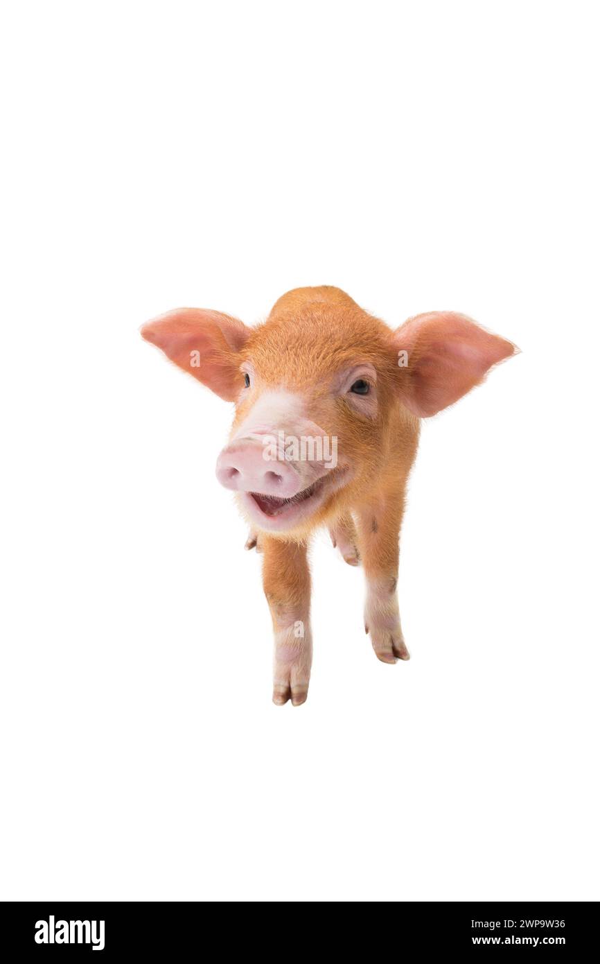 Yellow pig isolated on a white background Stock Photo - Alamy