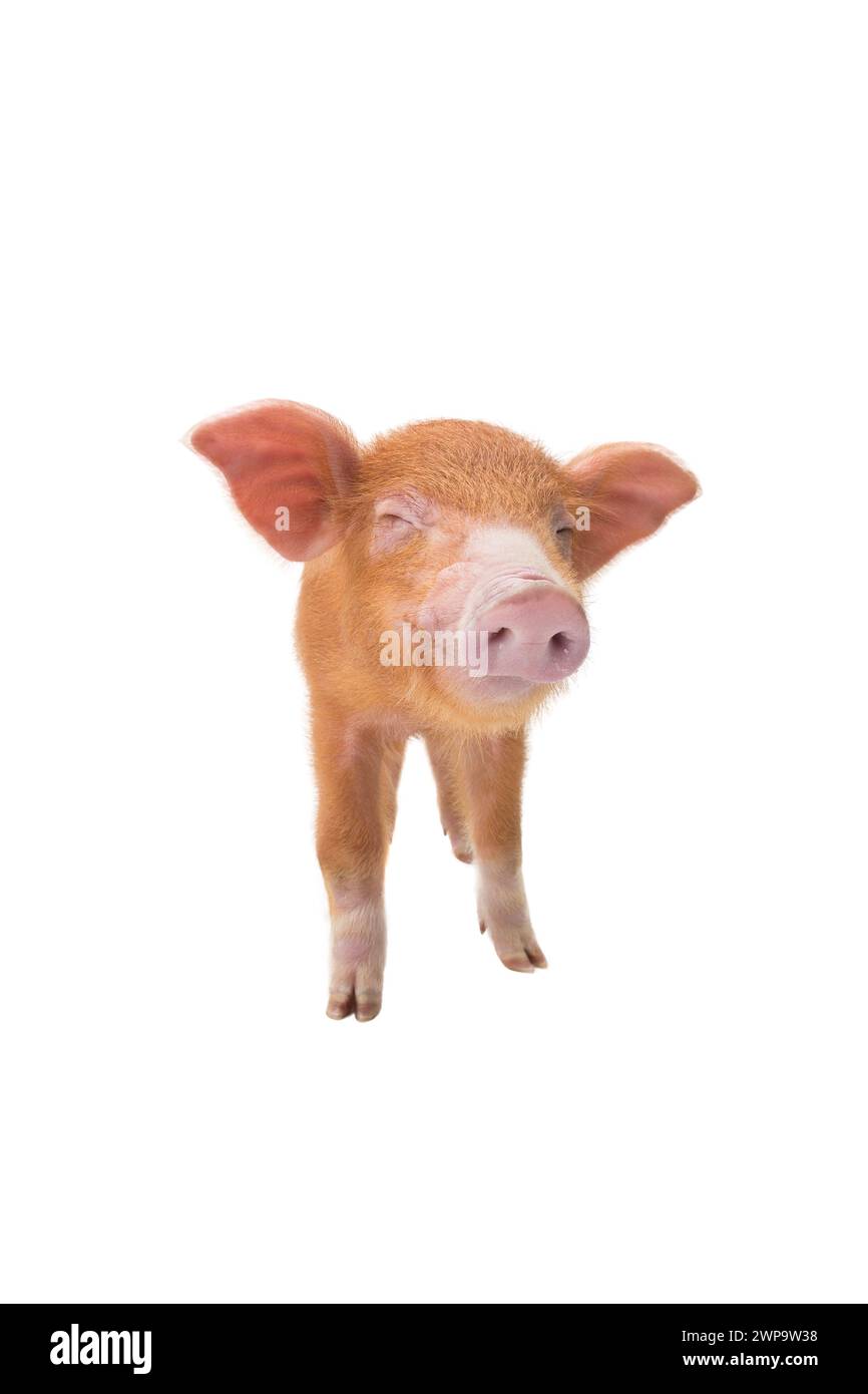 Yellow pig with eyes closed isolated on a white background Stock Photo ...