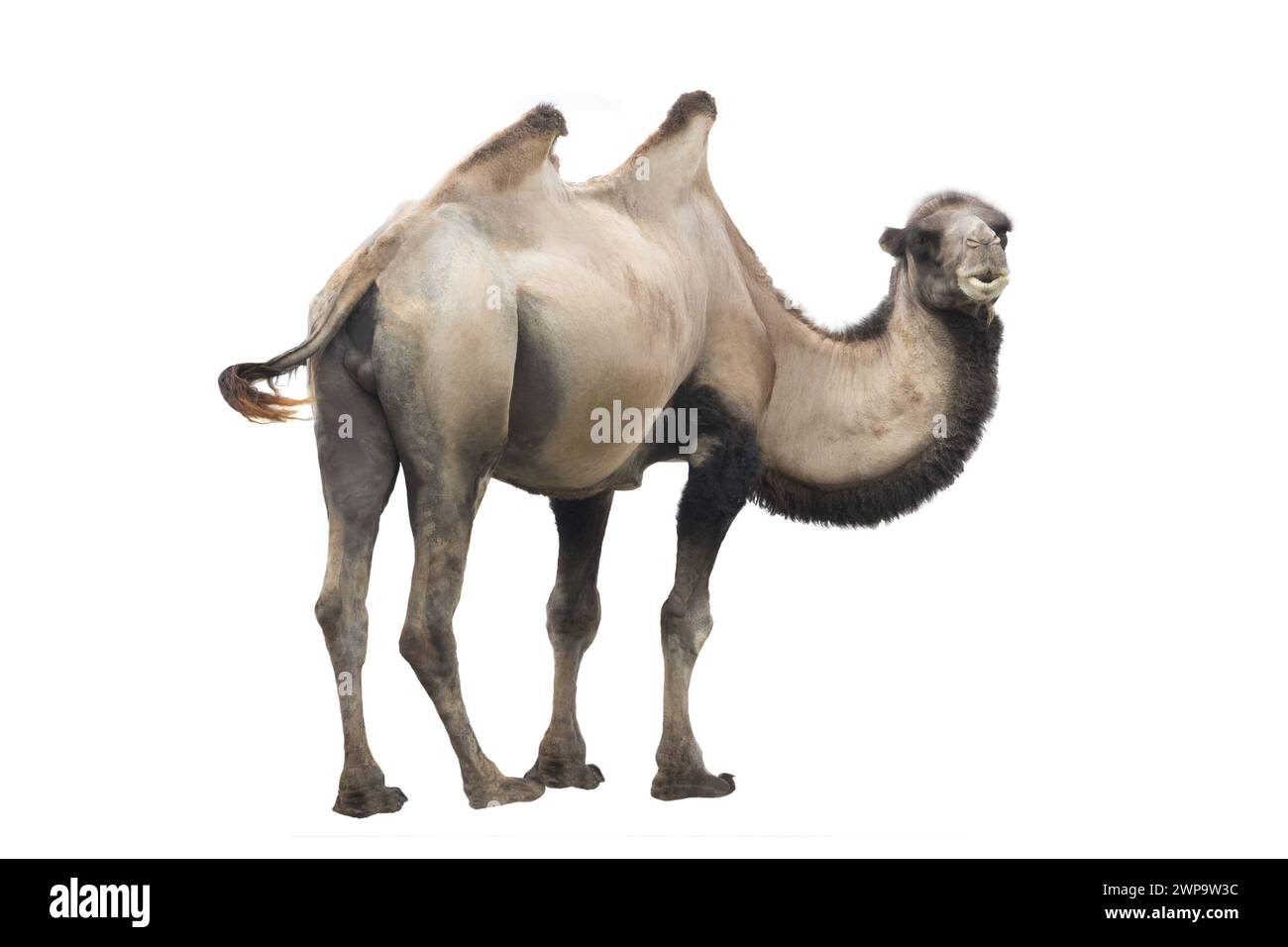 camel (Camelus bactrianus) isolated on white background Stock Photo - Alamy