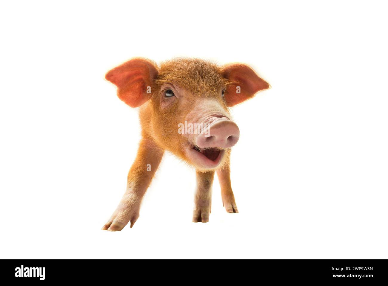 Smiling piglet hi-res stock photography and images - Alamy