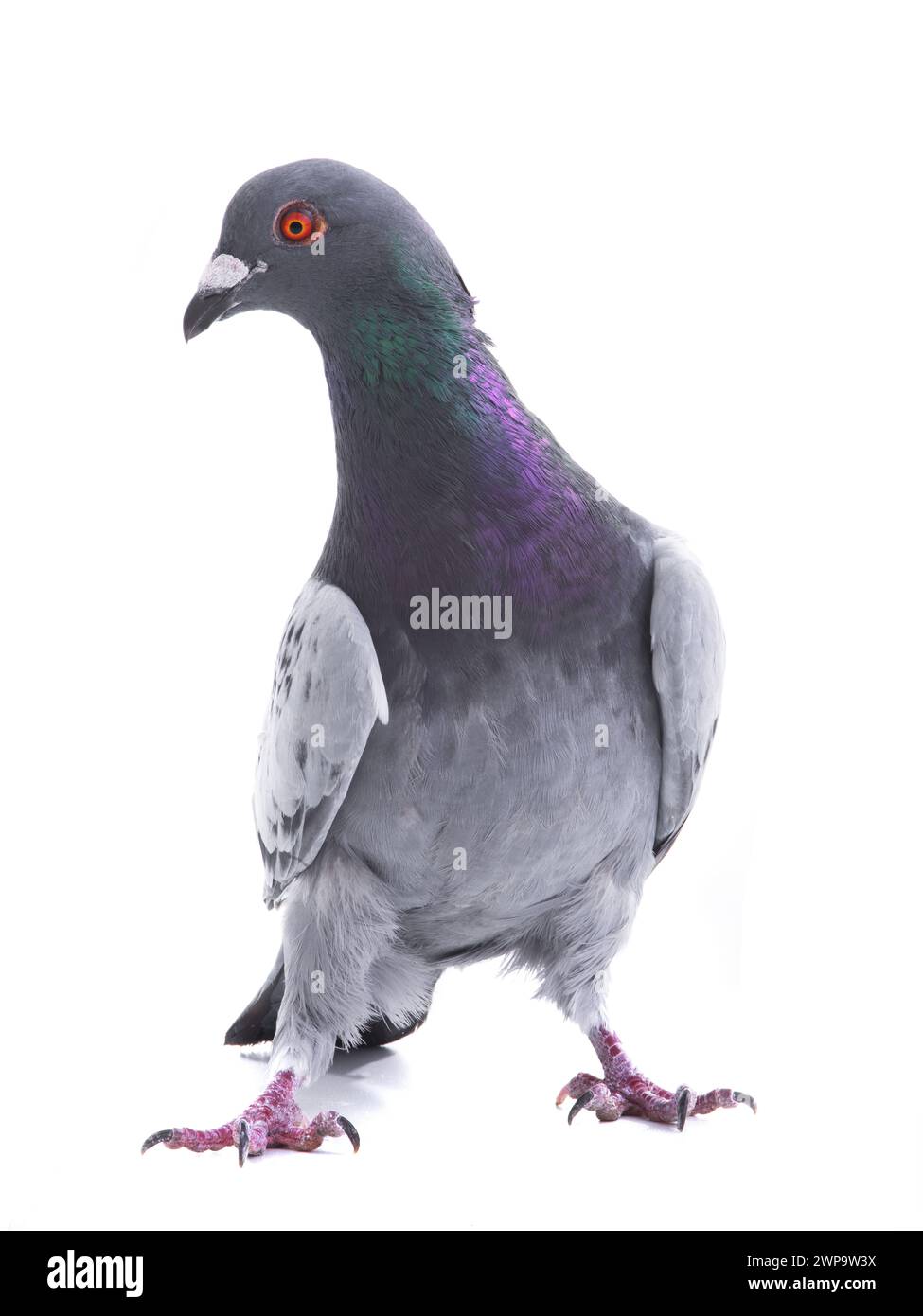 gray dove isolated on white background Stock Photo - Alamy