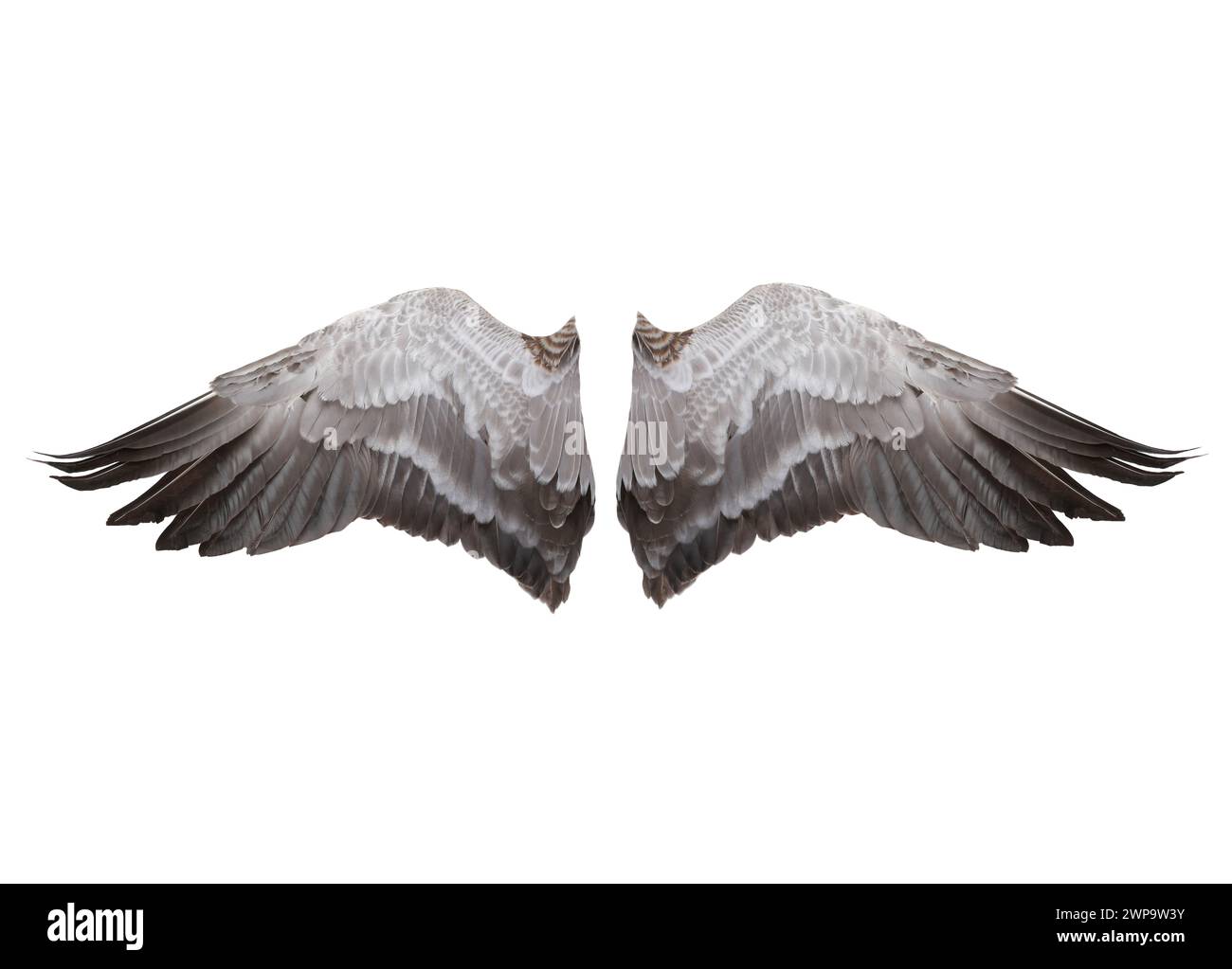 Gray wings hi-res stock photography and images - Alamy