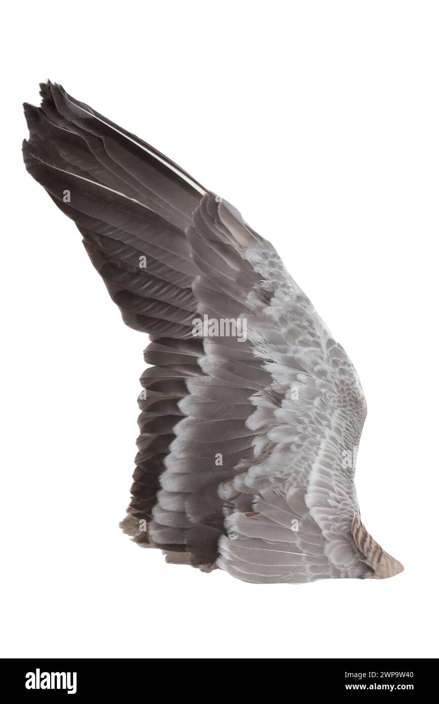 Gray wings hi-res stock photography and images - Alamy