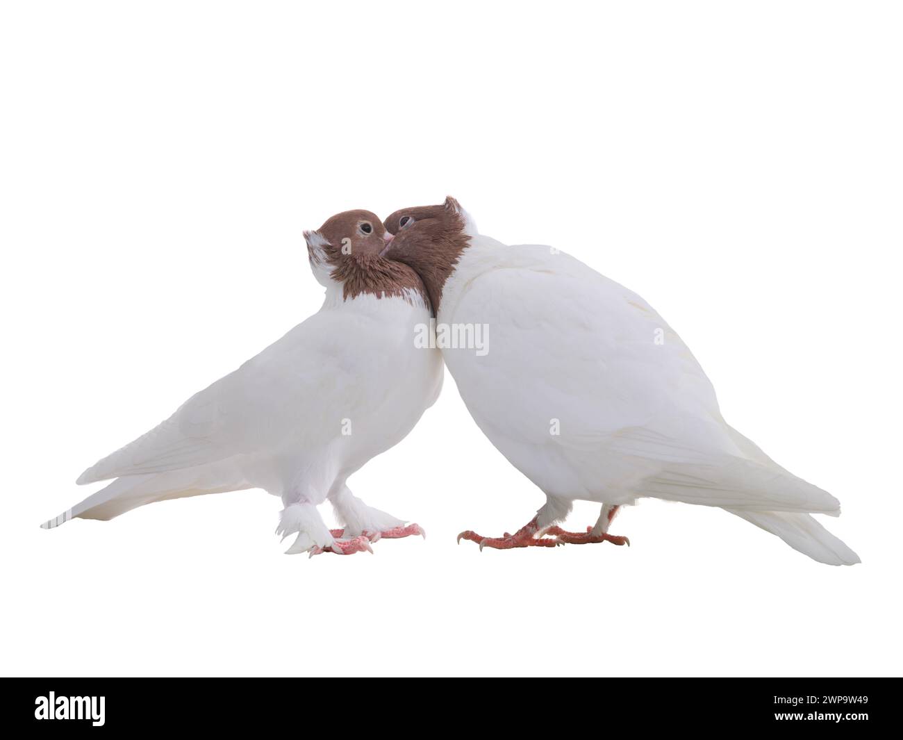 Kiss of two white doves isolated on white background Stock Photo - Alamy