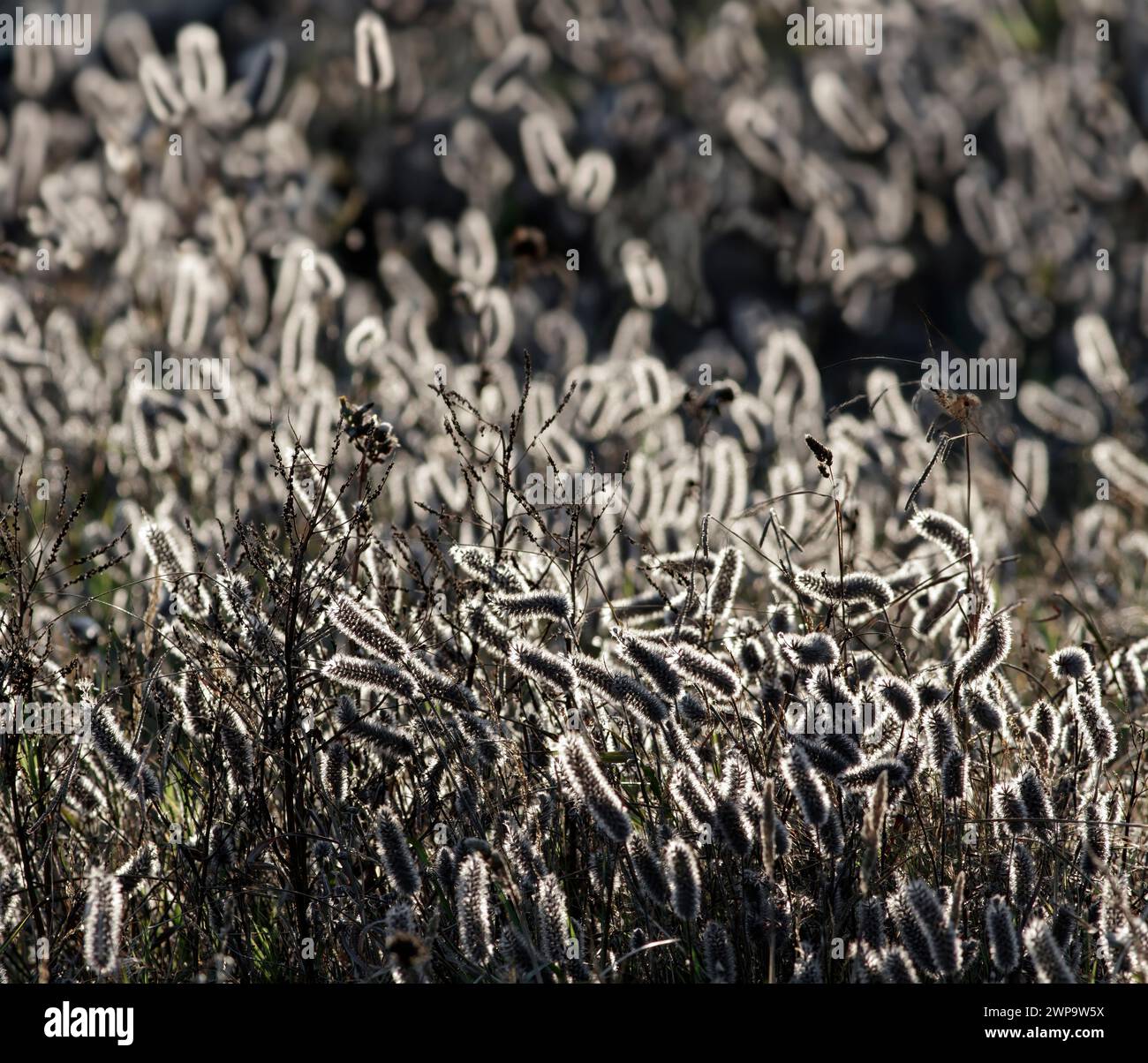 Soft backlit hairy wild plants from a northern portuguese coast meadow ...