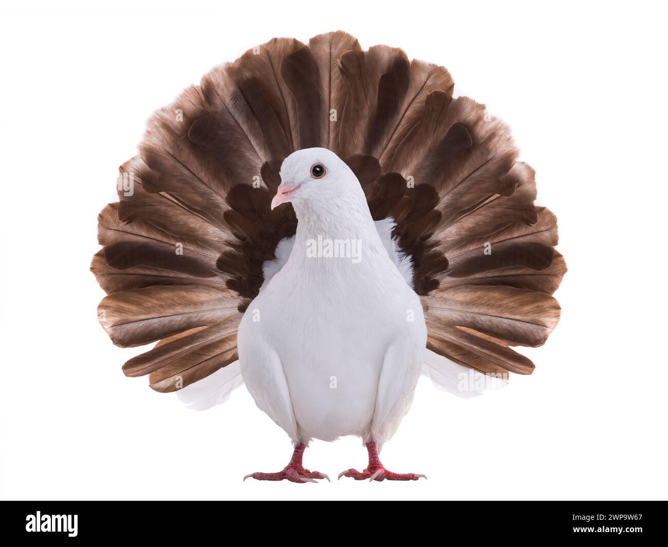 white dove peacock isolated on a white background as symbol of peace ...
