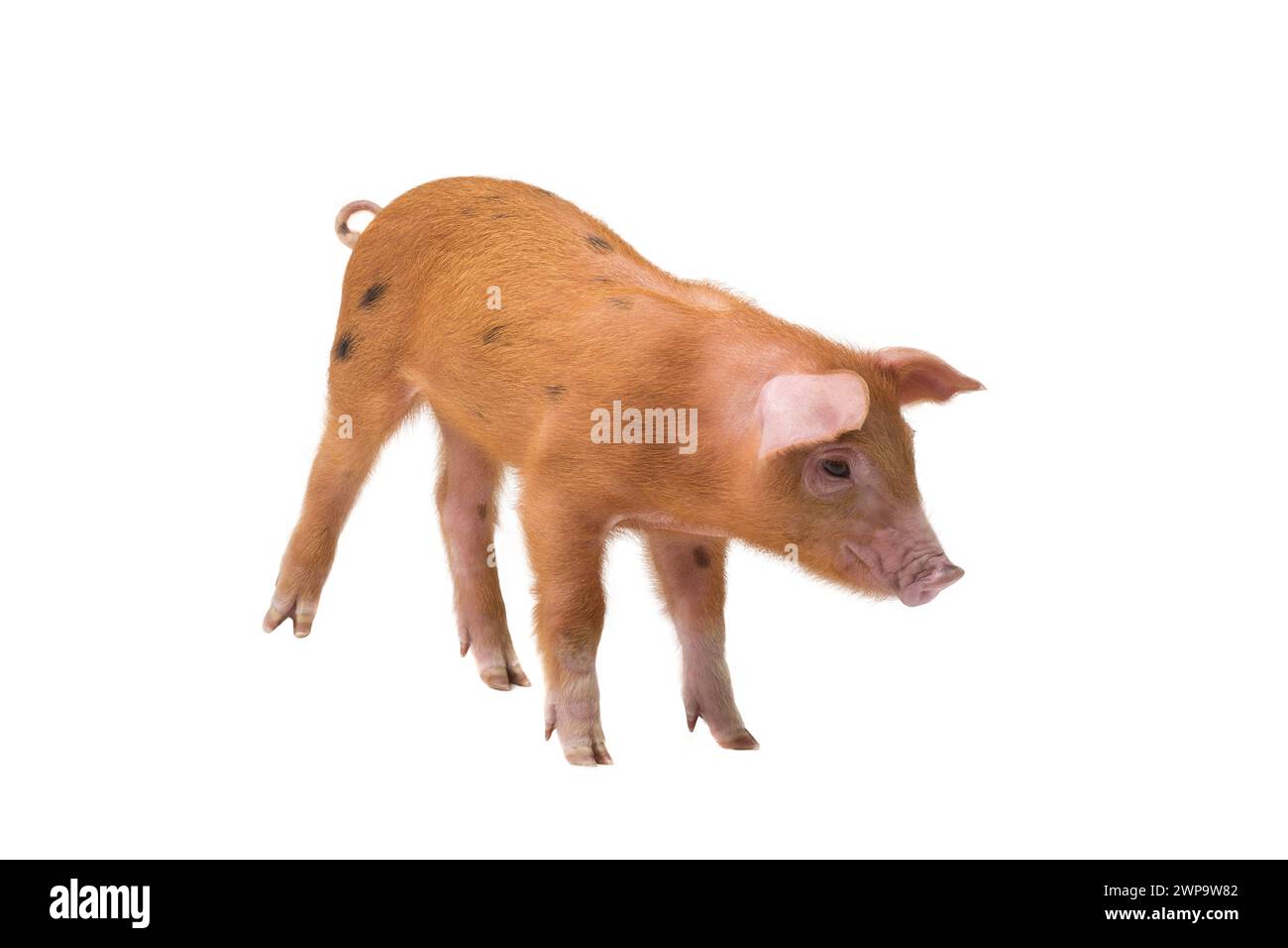 Yellow pig Cut Out Stock Images & Pictures - Alamy