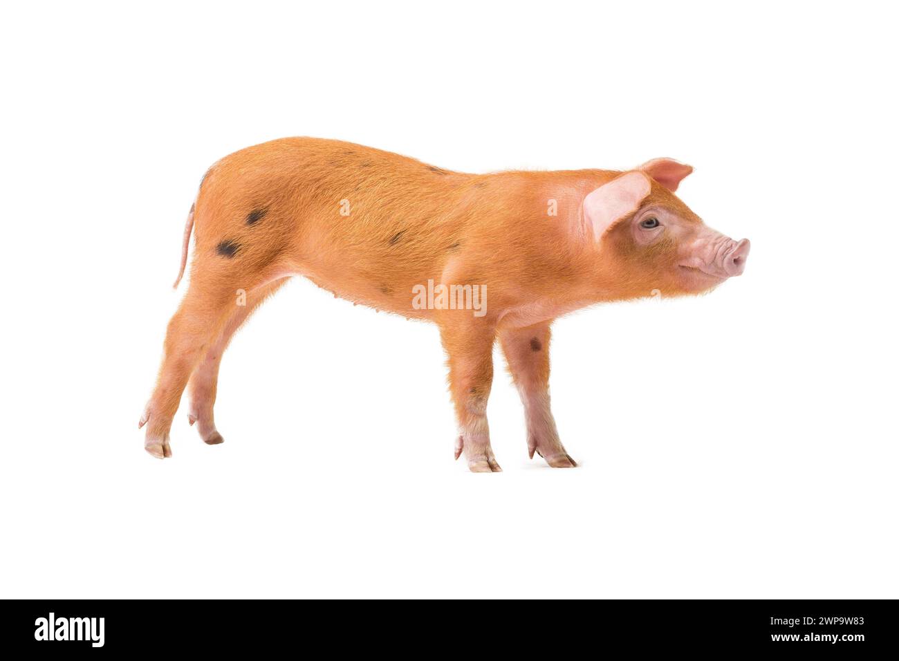 Yellow pig isolated on a white background Stock Photo - Alamy