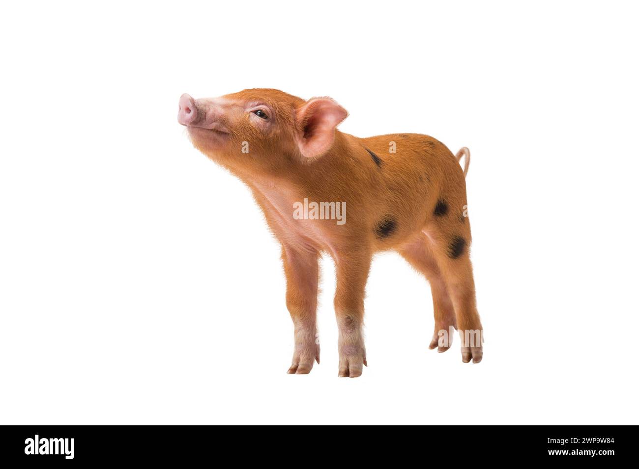 Yellow pig hi-res stock photography and images - Alamy