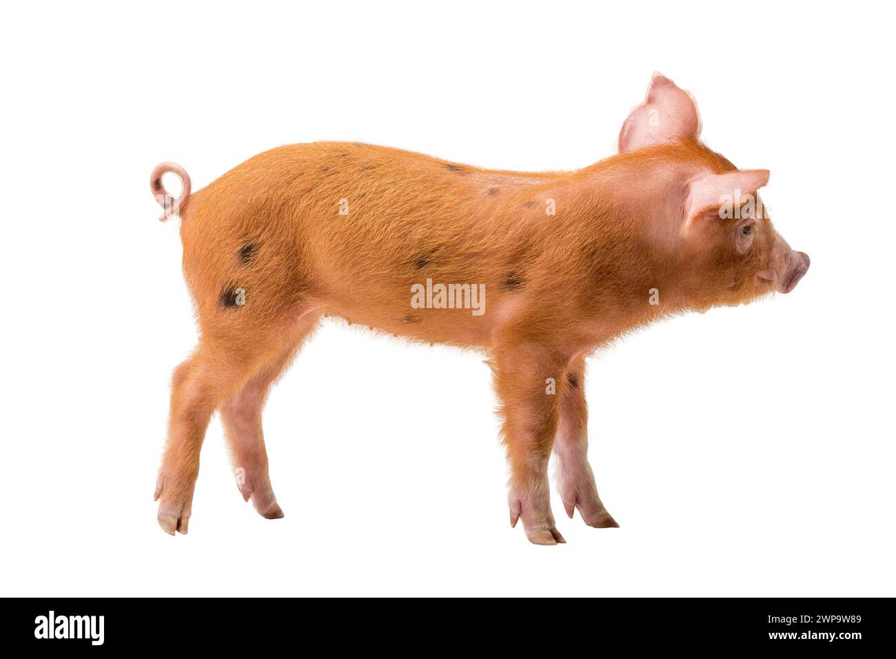 Yellow pig isolated on a white background Stock Photo - Alamy