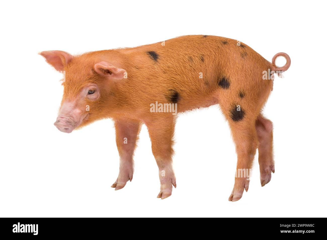 Yellow pig isolated on a white background Stock Photo - Alamy