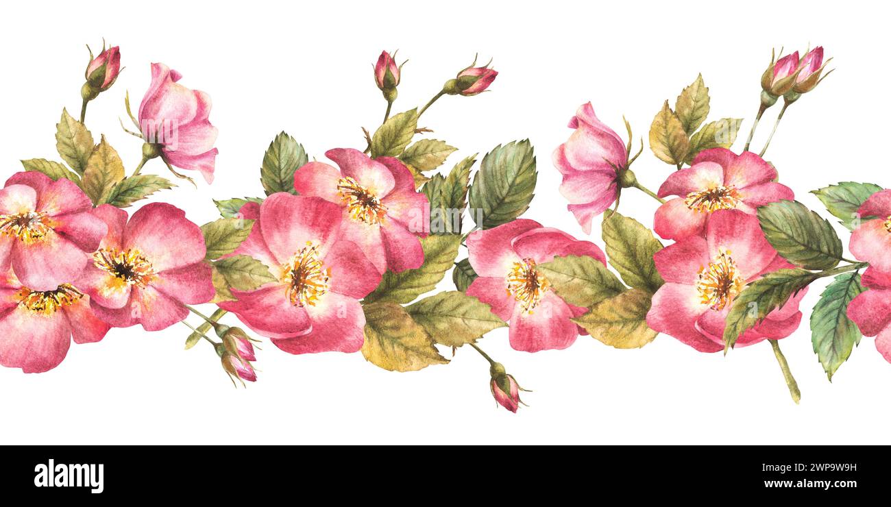 Watercolor floral seamless border, pattern. Pink wild rose hip branch ...