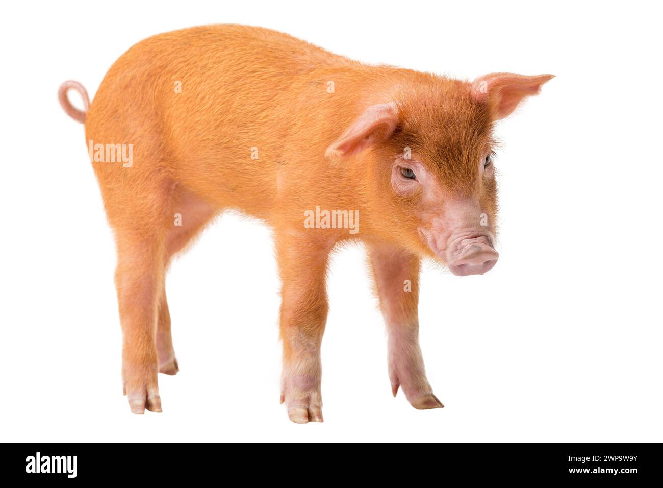 Yellow pig isolated on a white background Stock Photo - Alamy