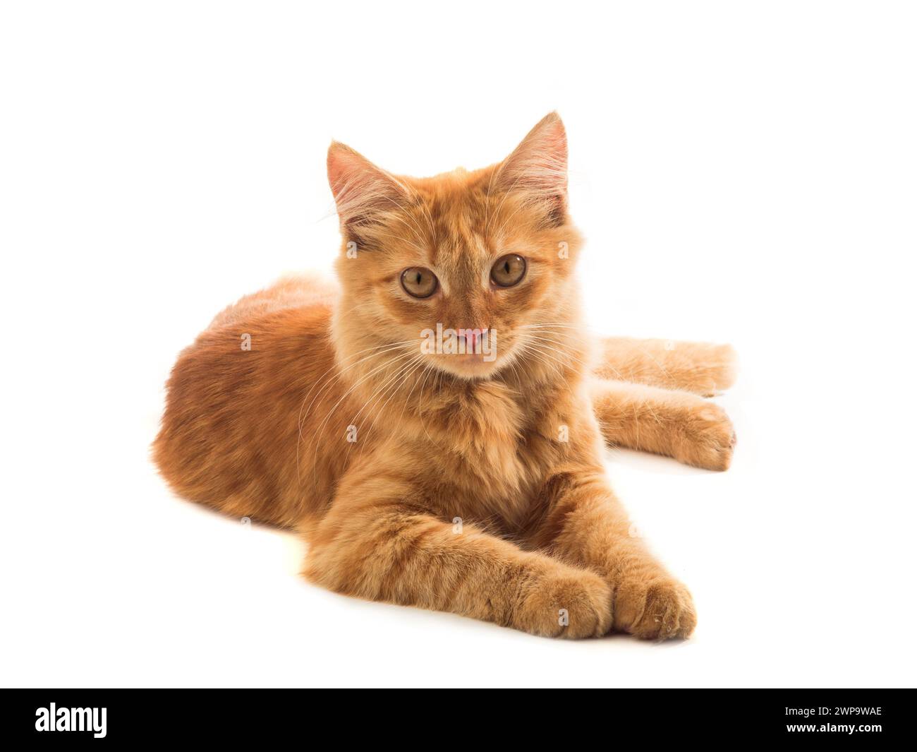Yellow cat with isolated on a white background Stock Photo - Alamy