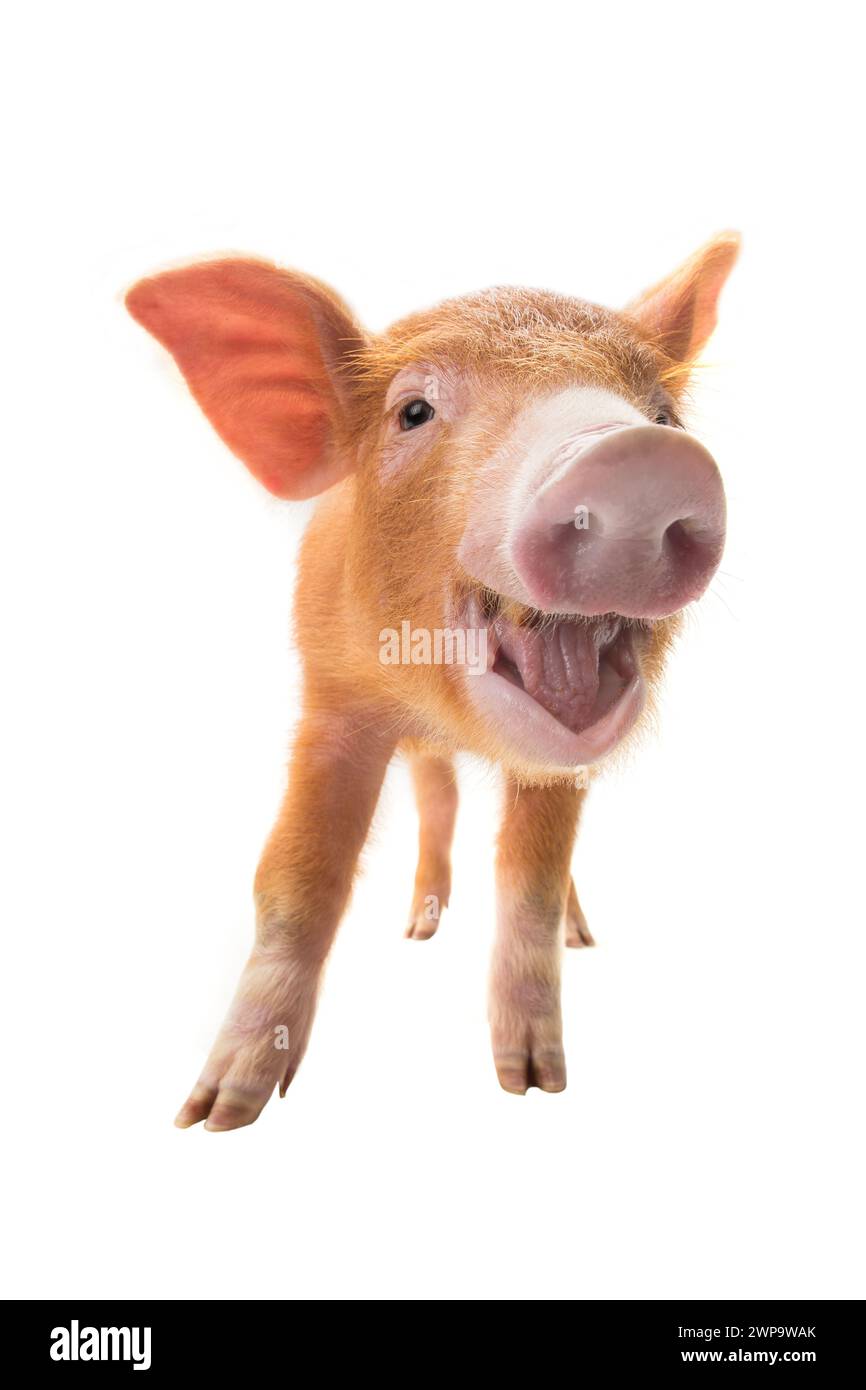 Smiling piglet hi-res stock photography and images - Alamy