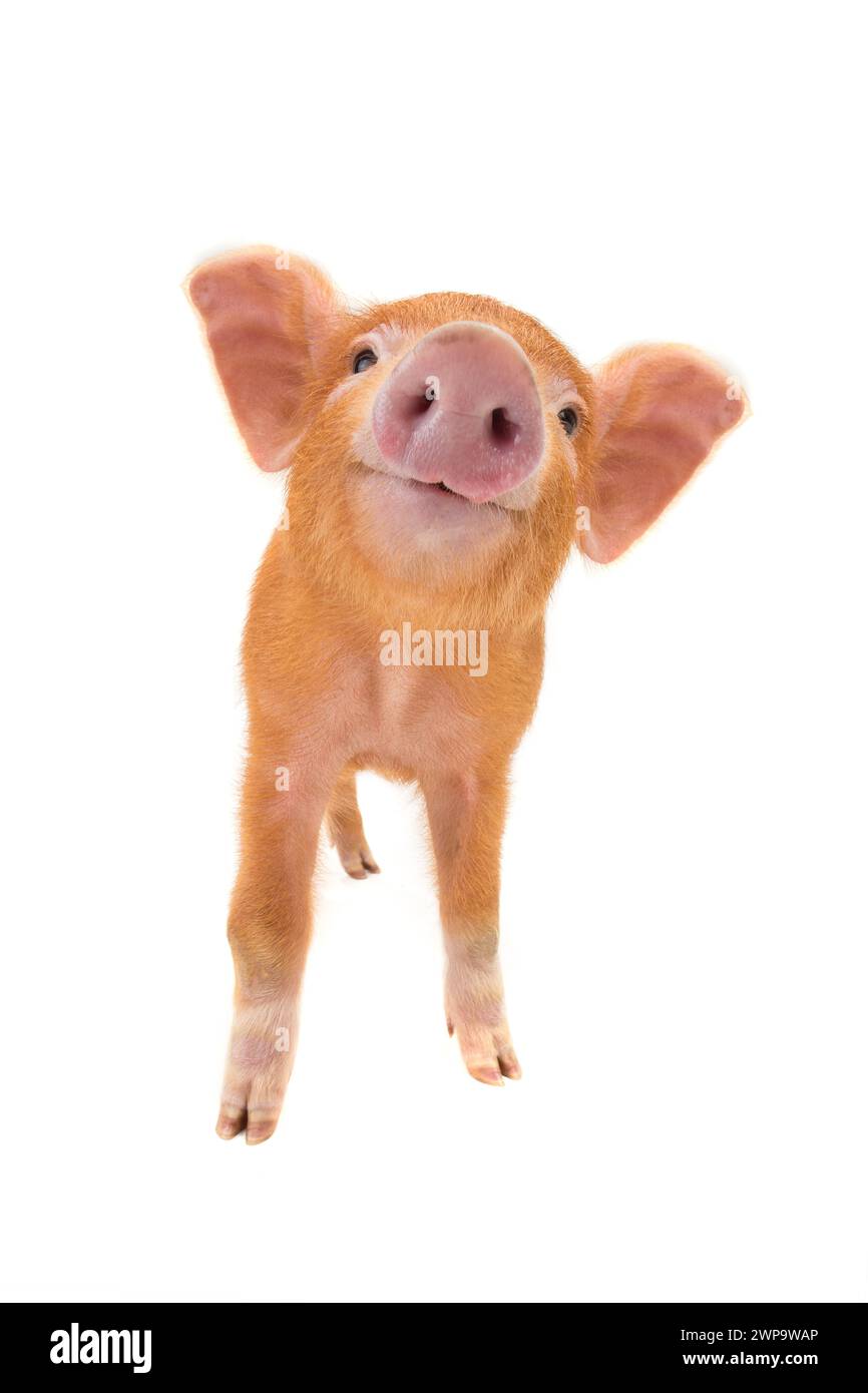 Smiling piglet hi-res stock photography and images - Alamy