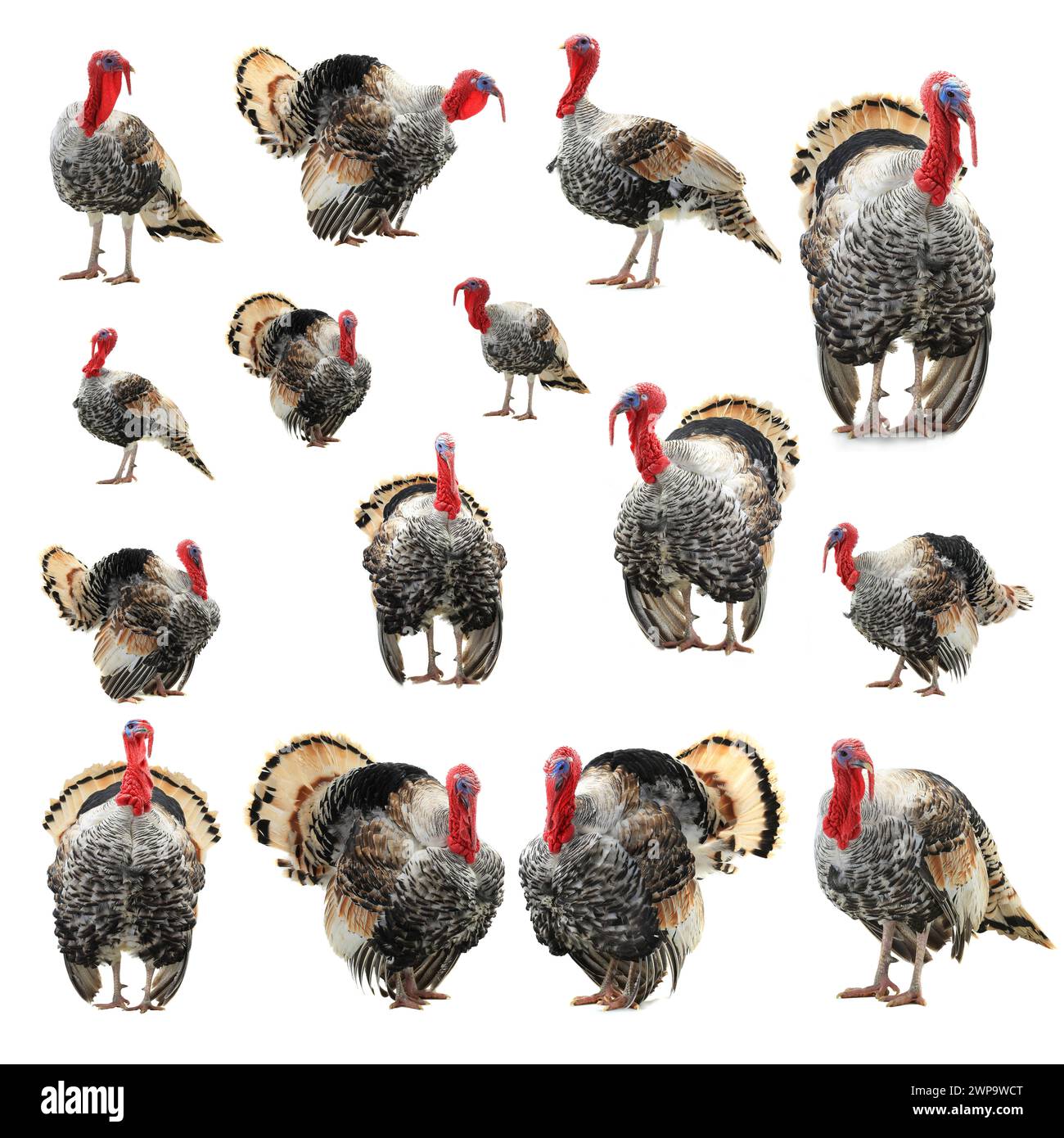 collage grey turkey isolated on white background Stock Photo - Alamy