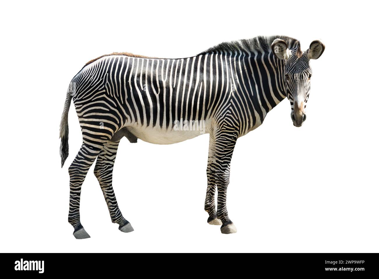 Grevys zebra (Cquus grevyi) isolated on white background Stock Photo ...