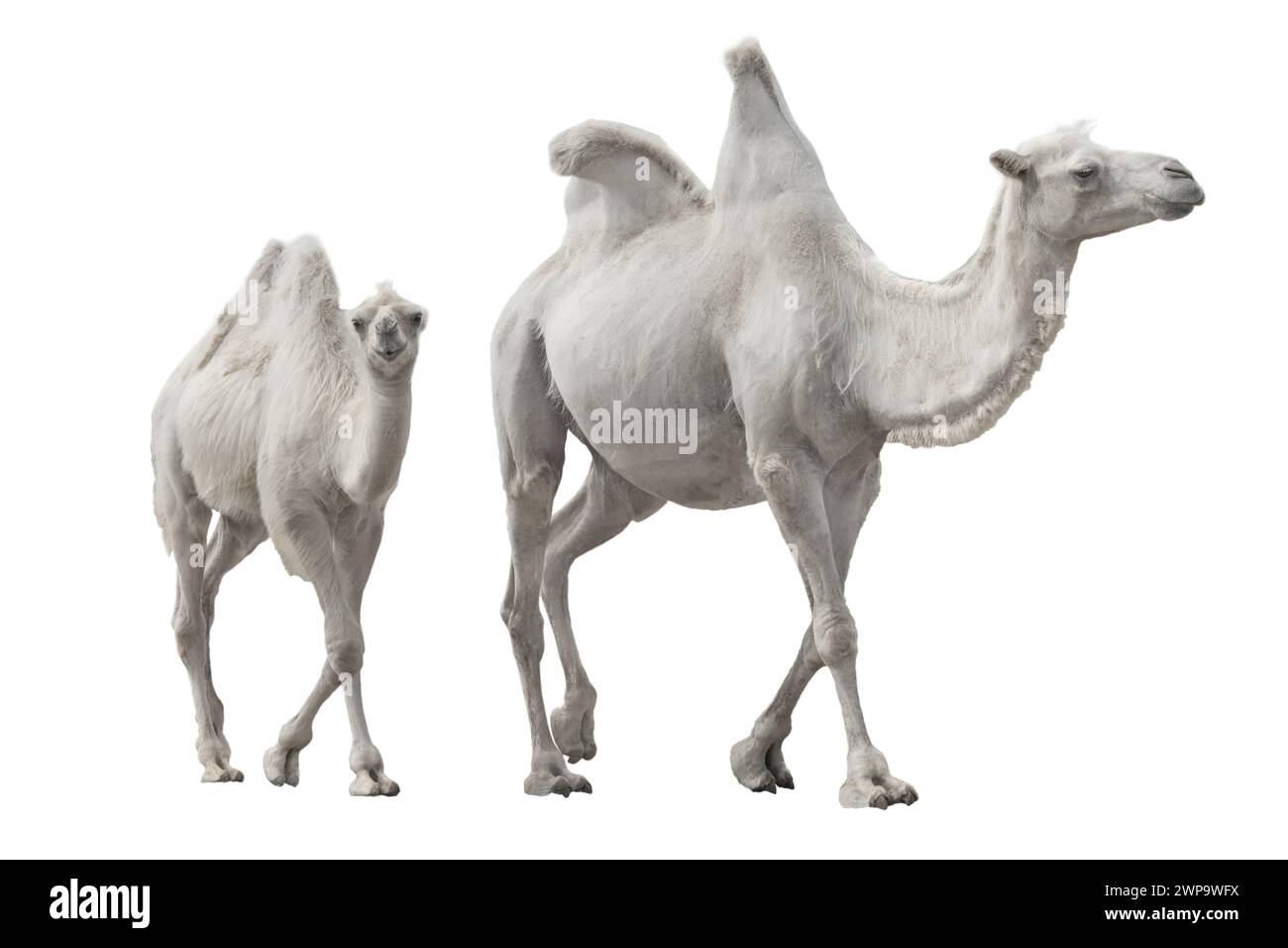 two white camel isolated on white background Stock Photo - Alamy