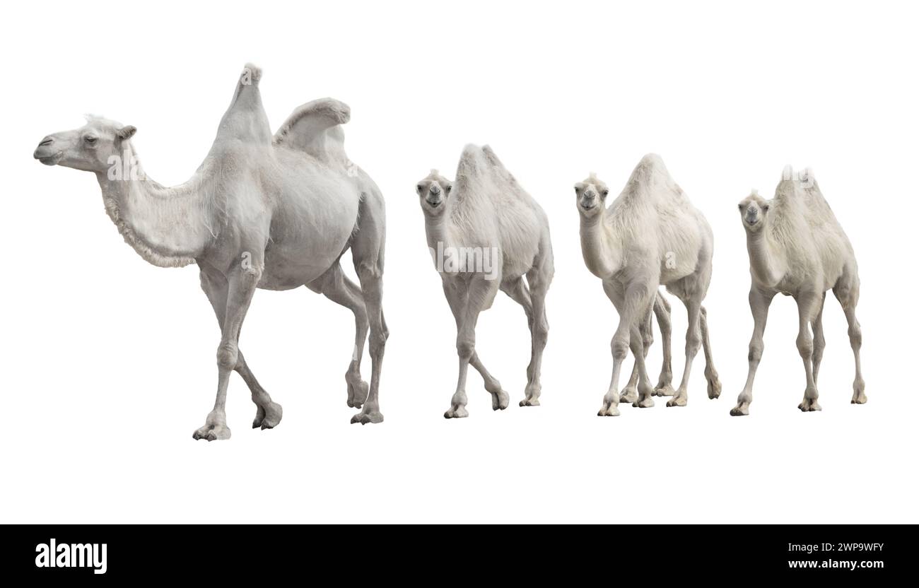 caravan white camel isolated on white background Stock Photo - Alamy