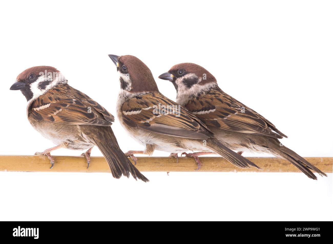 three sparrows isolated on white background Stock Photo - Alamy