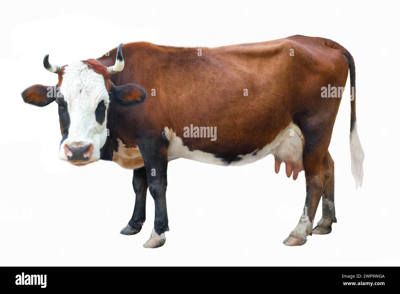 spotted cow isolated on white background Stock Photo - Alamy