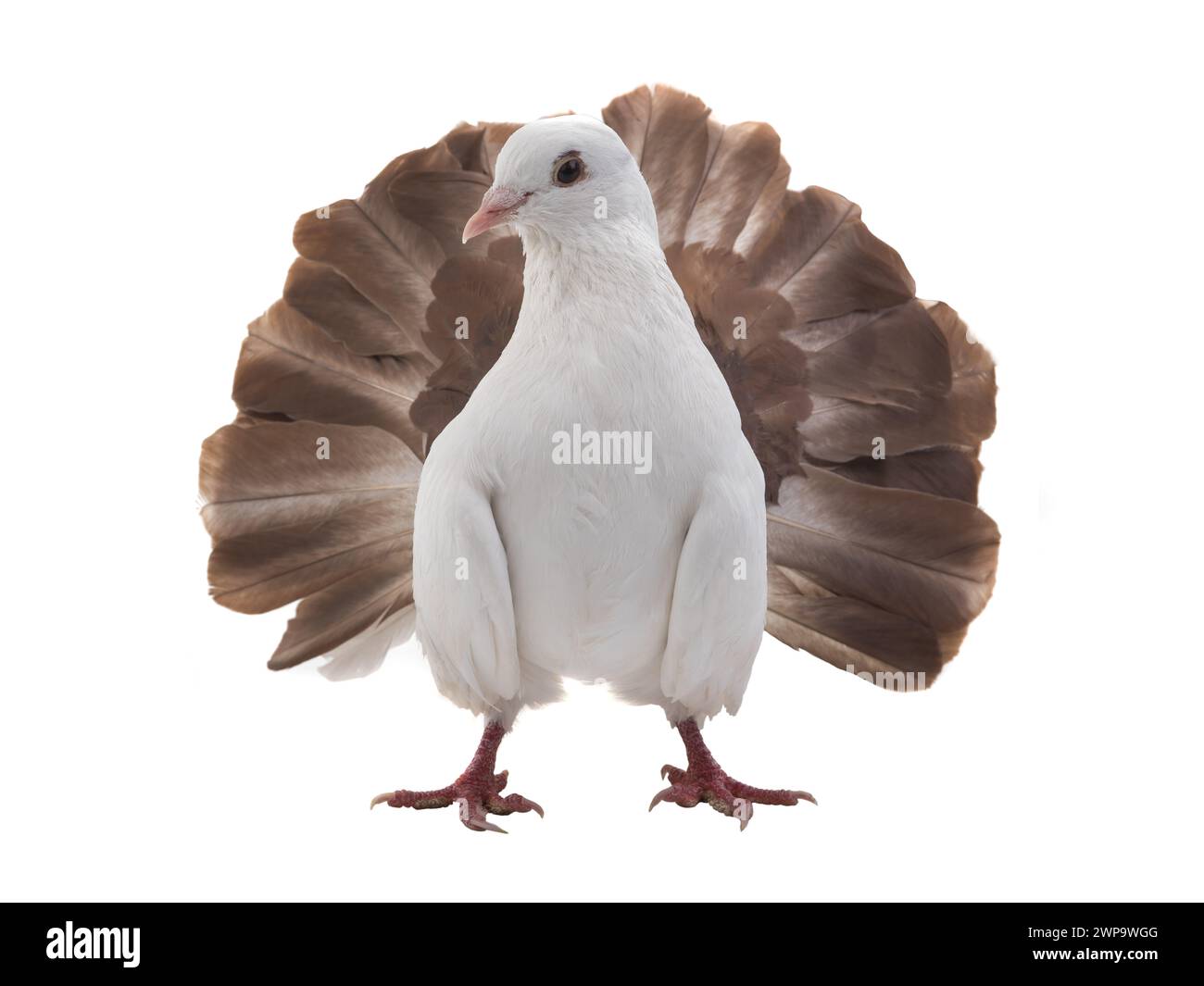 white dove peacock isolated on a white background as symbol of peace ...