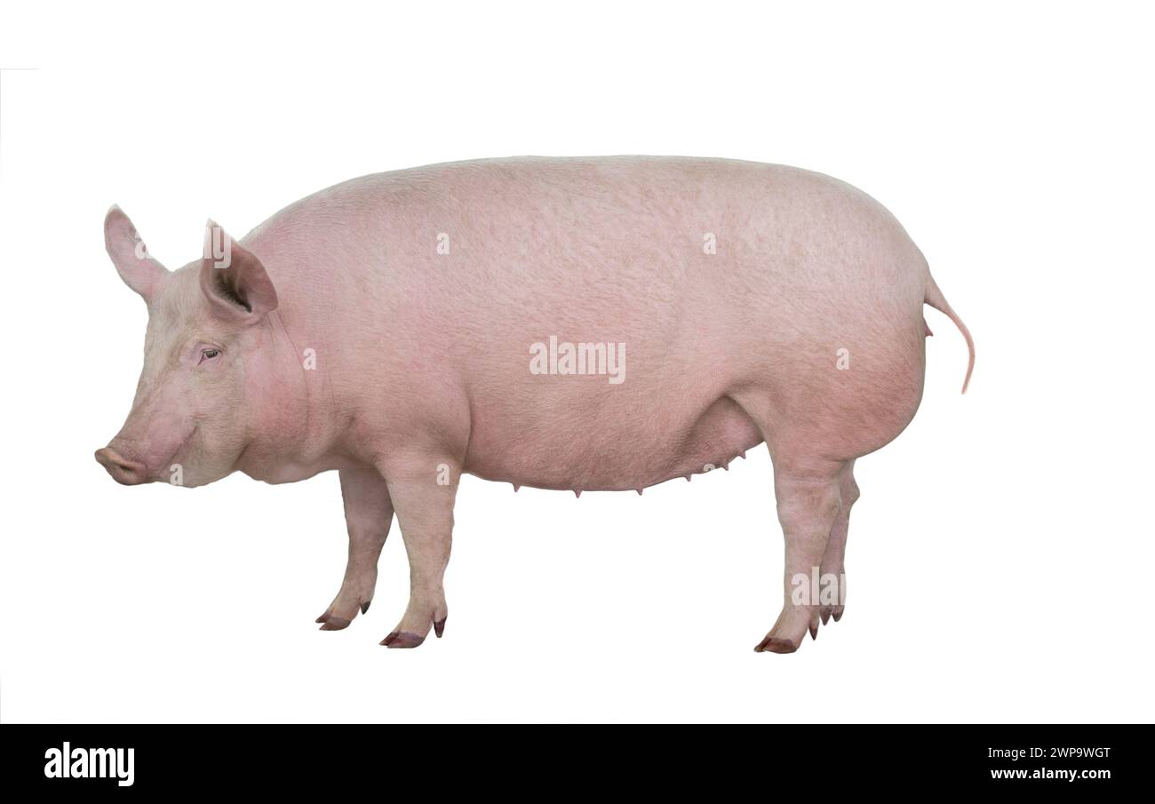 big pig isolated on white background Stock Photo - Alamy